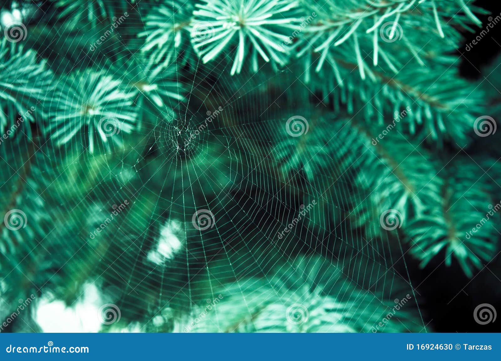 Spider web on the branch stock photo. Image of arachnid - 16924630