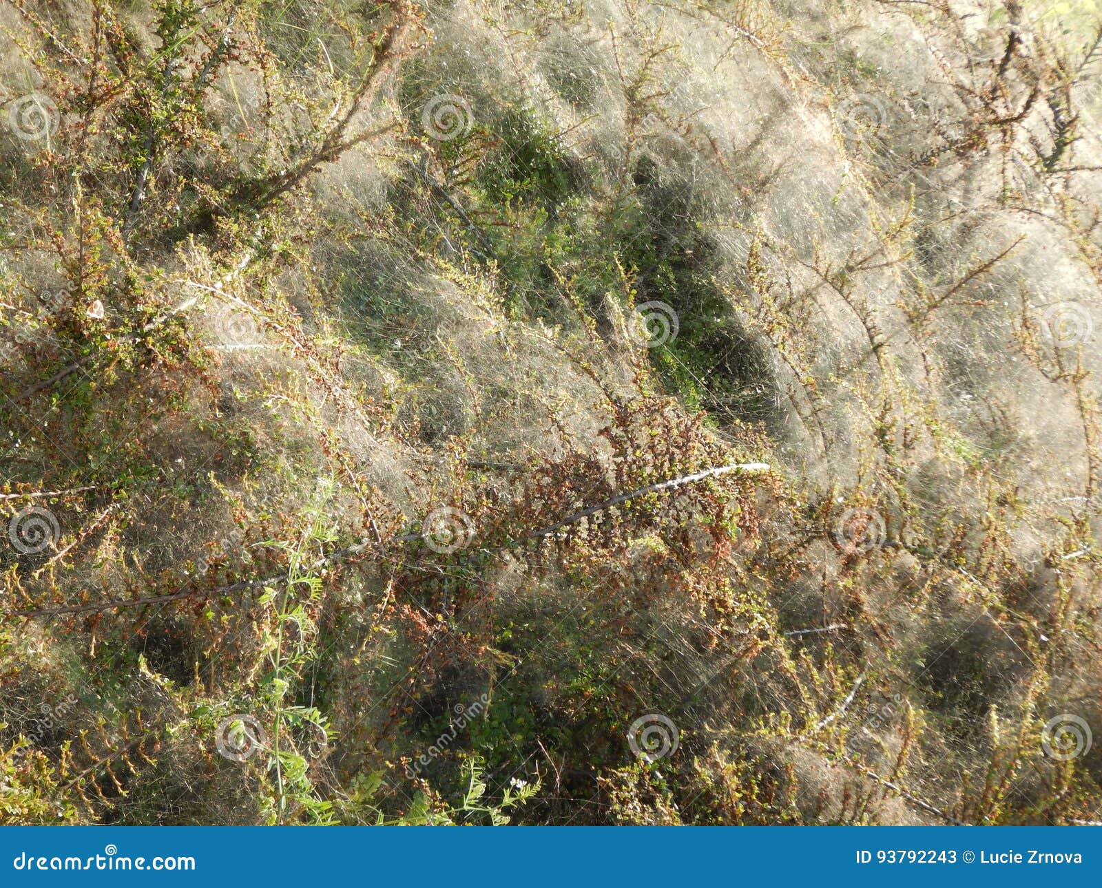Spider Web on a Branch on a Bush Stock Image - Image of frosty ...