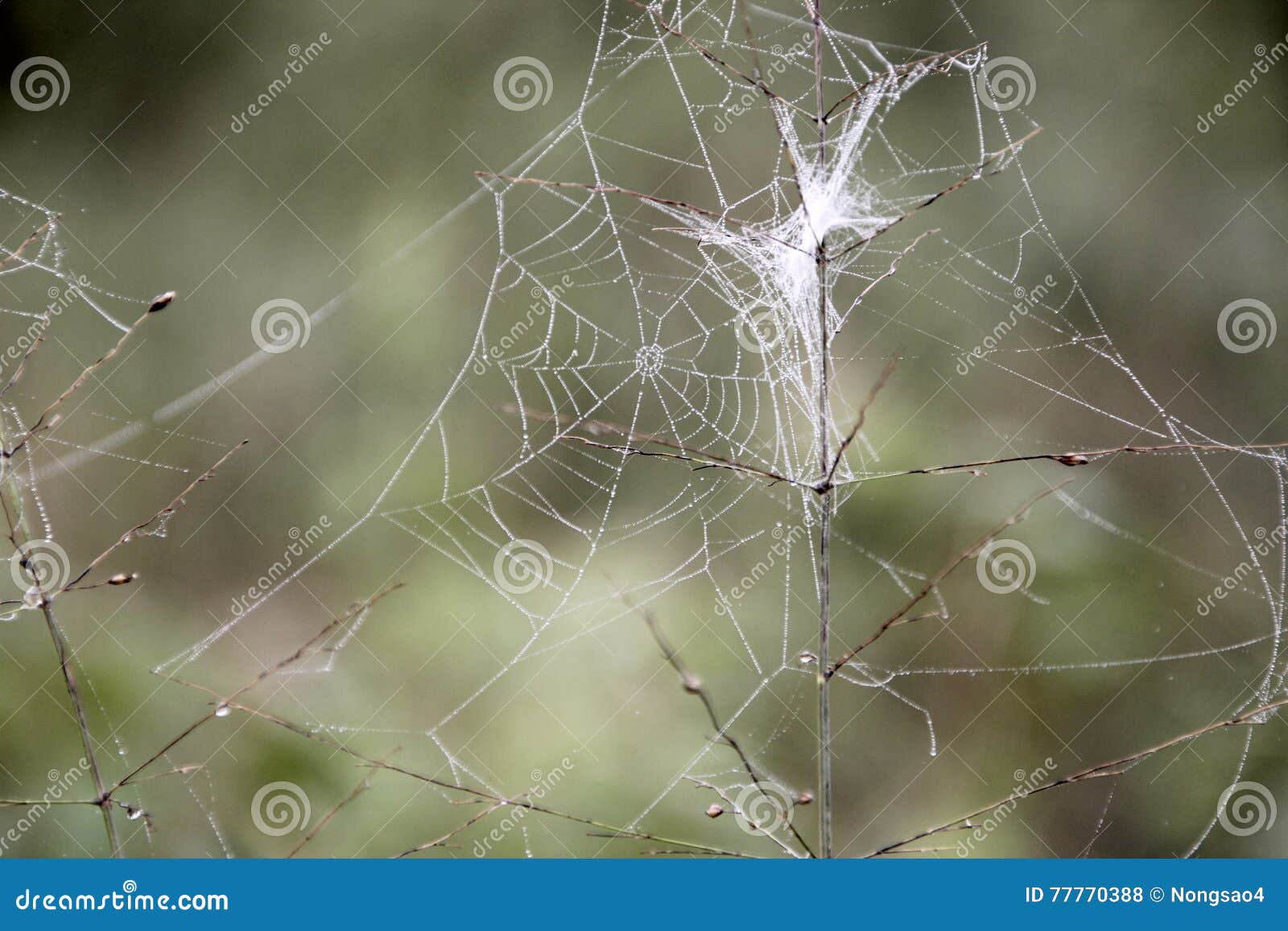 Spider web on branch stock photo. Image of background - 77770388