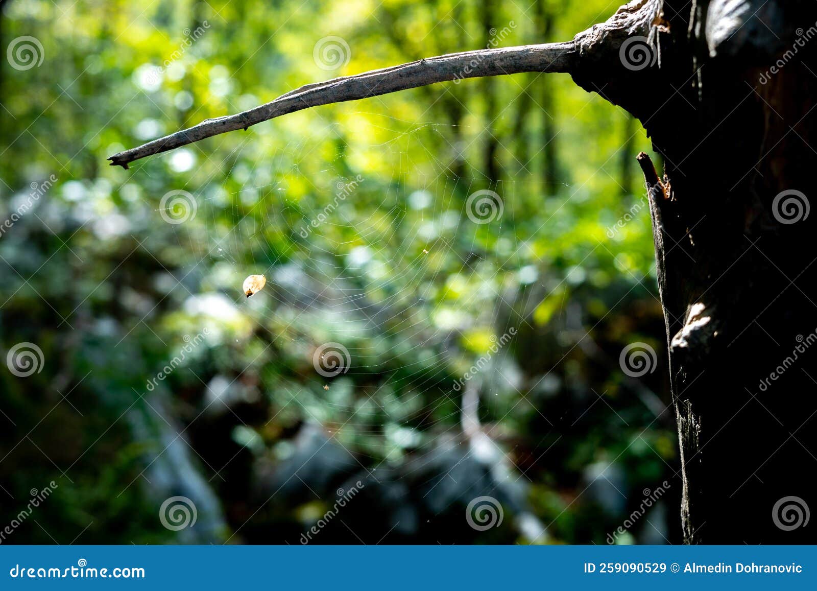 Spider Web between Branch and Trunk of Old Tree in Forest with Blurred ...