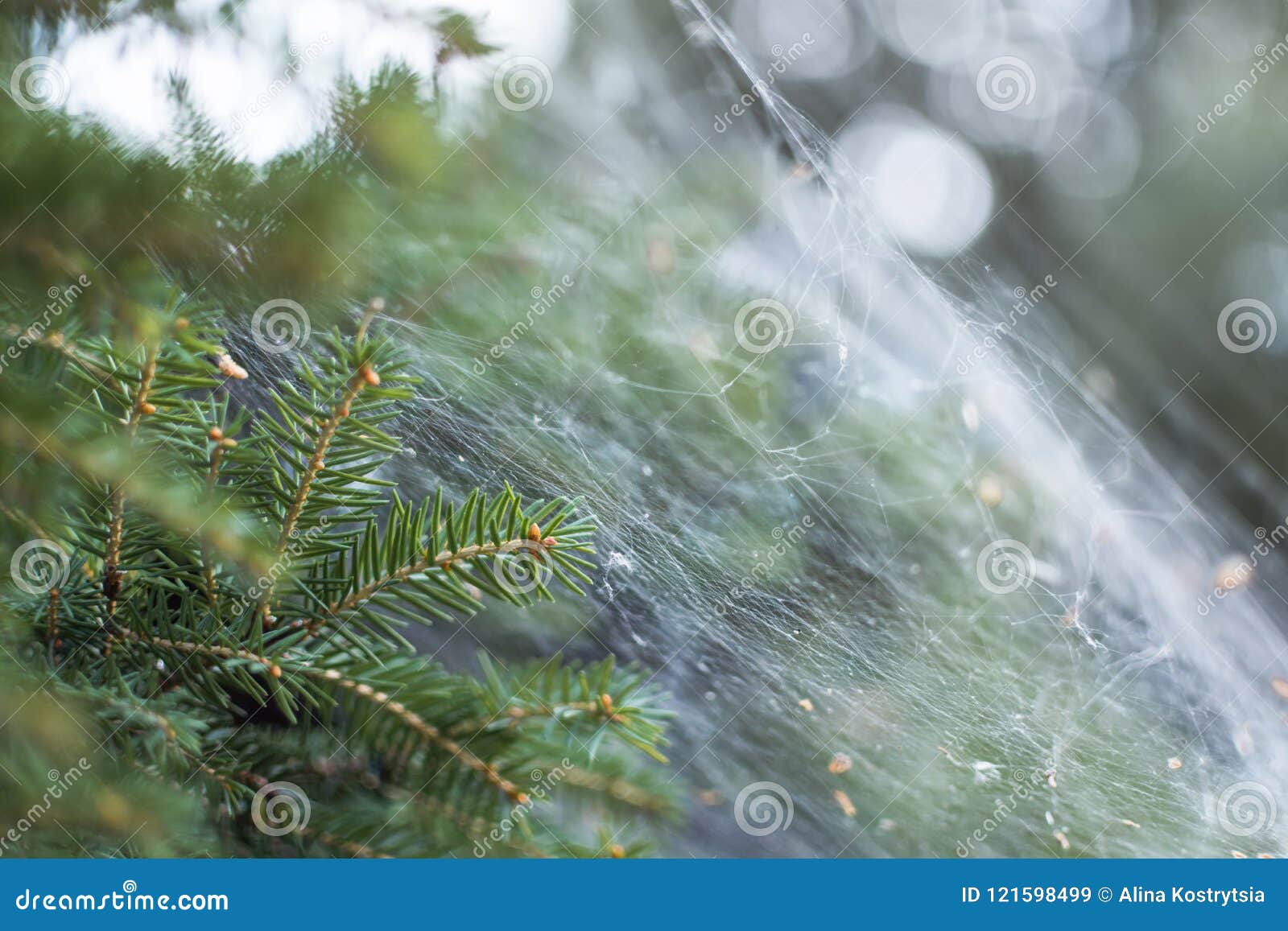Spider Web on Branches of a Christmas Tree Stock Image - Image of ...