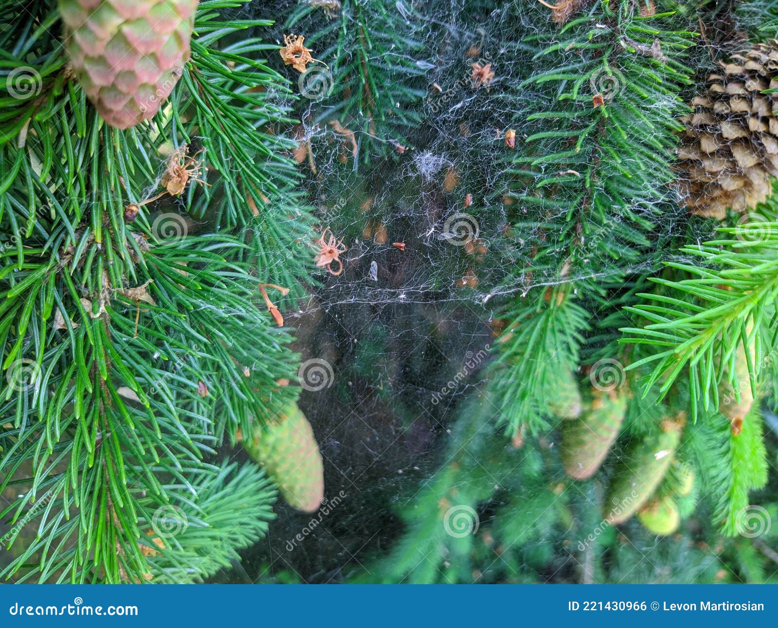 Spider Web between Branches in the Daytime. Stock Photo - Image of ...