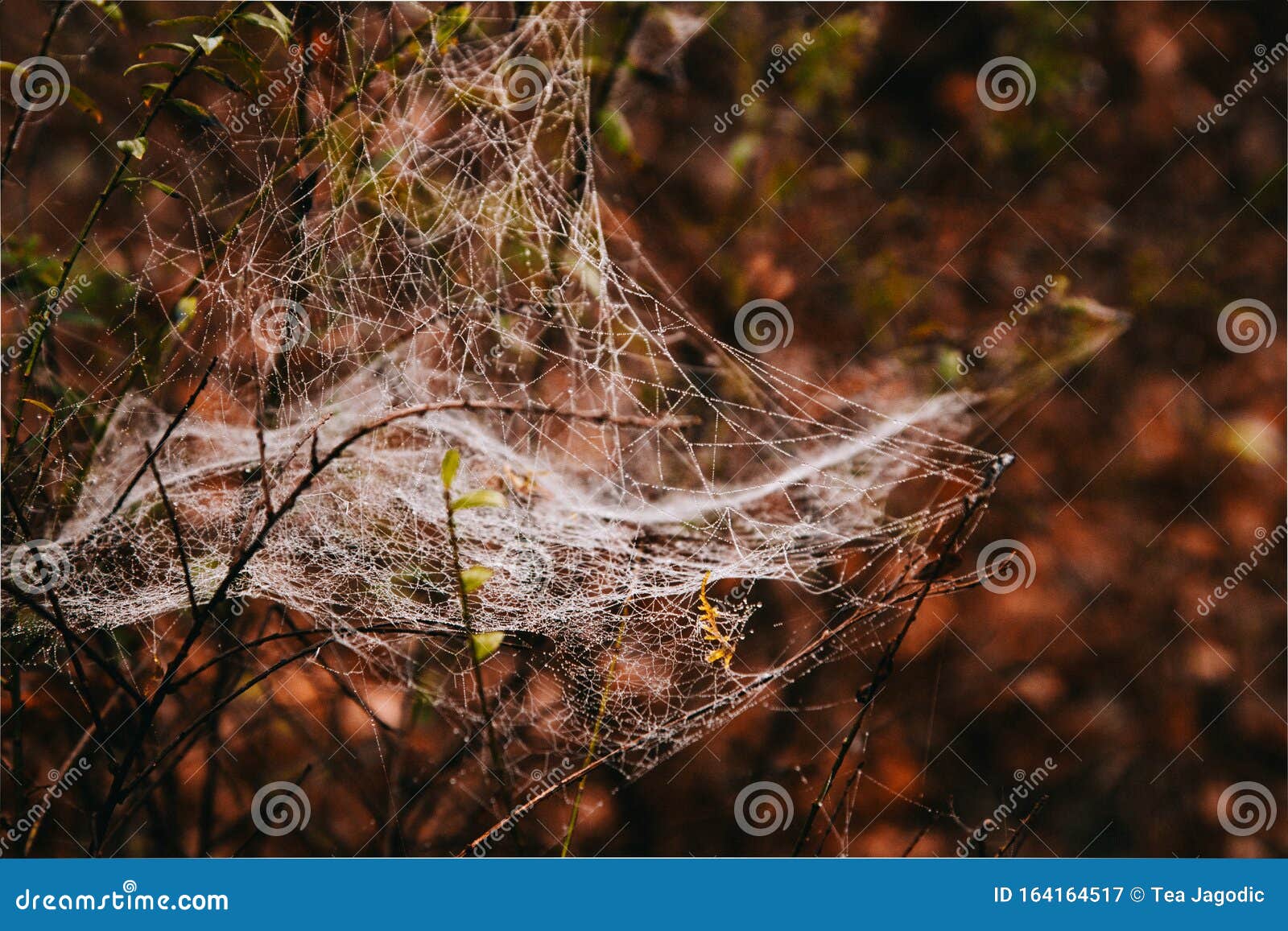 Spider Web on a Branches in a Forest on an Autumn Day Stock Image ...