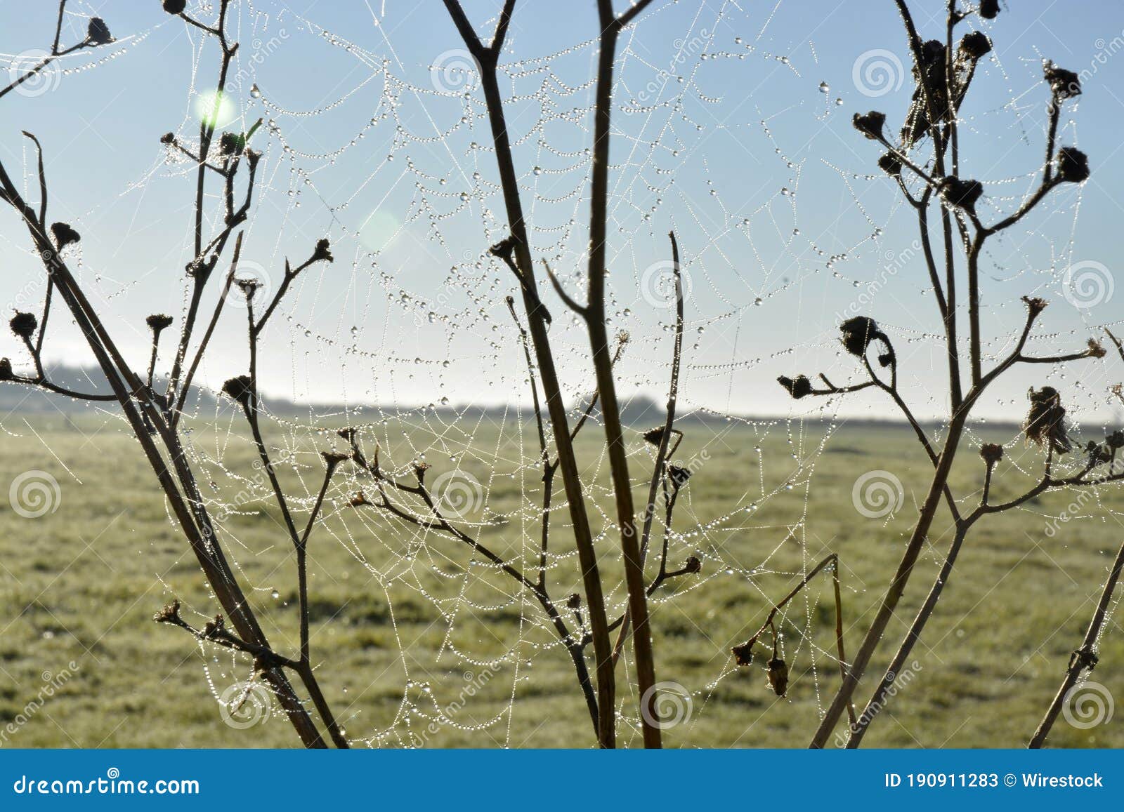Spider Web on the Branches of a Tree in Front of the Green Landscape ...