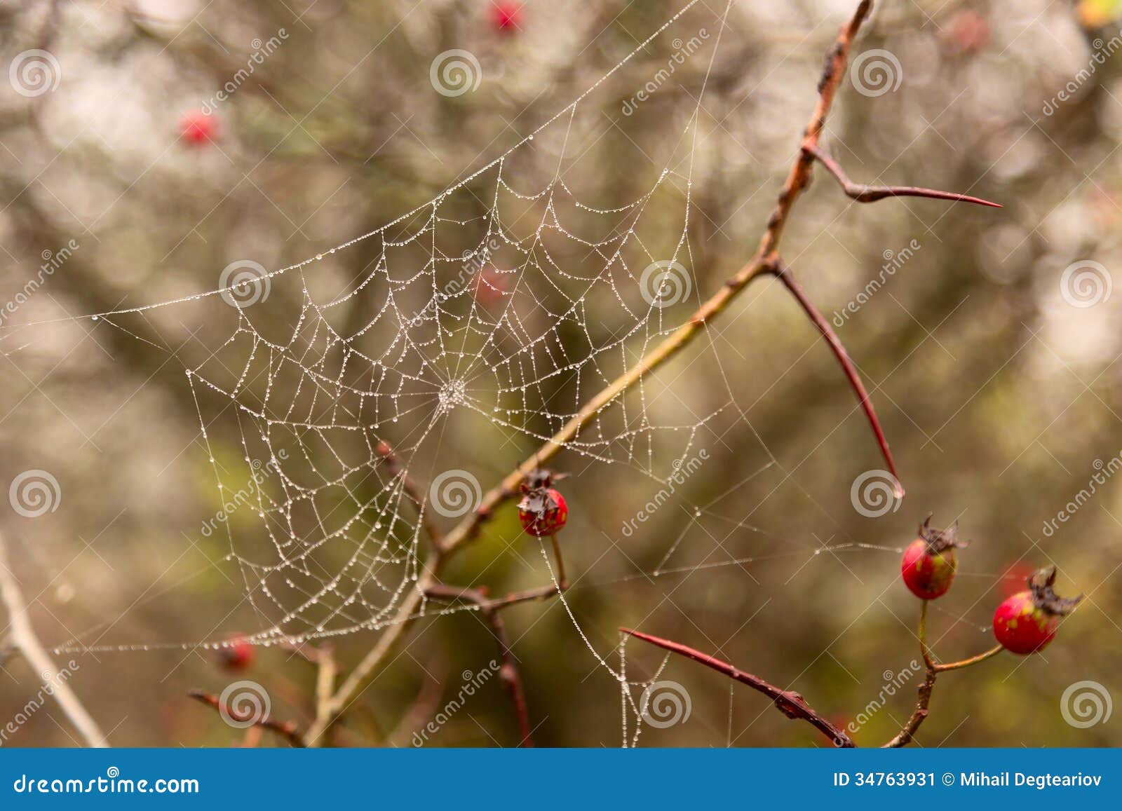 Spider Web stock image. Image of bush, dark, droplets - 34763931