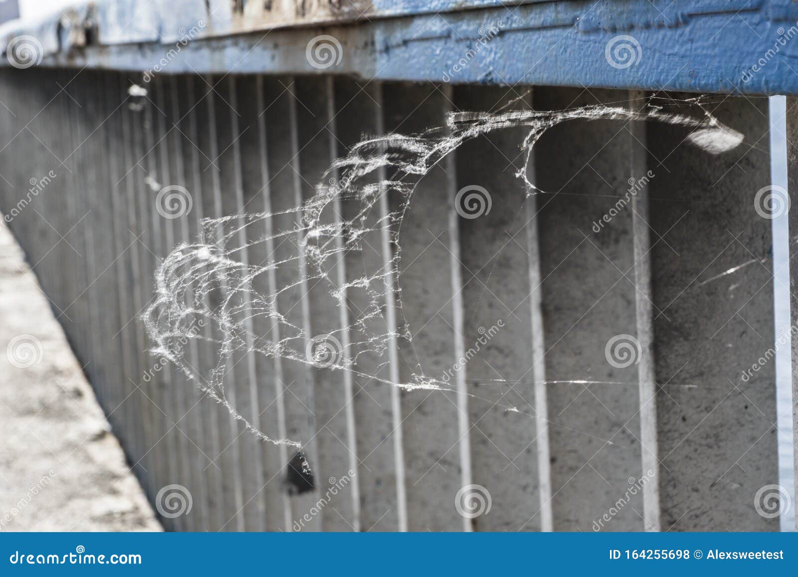 Spider web stock photo. Image of harvest, festive, outdoor - 164255698