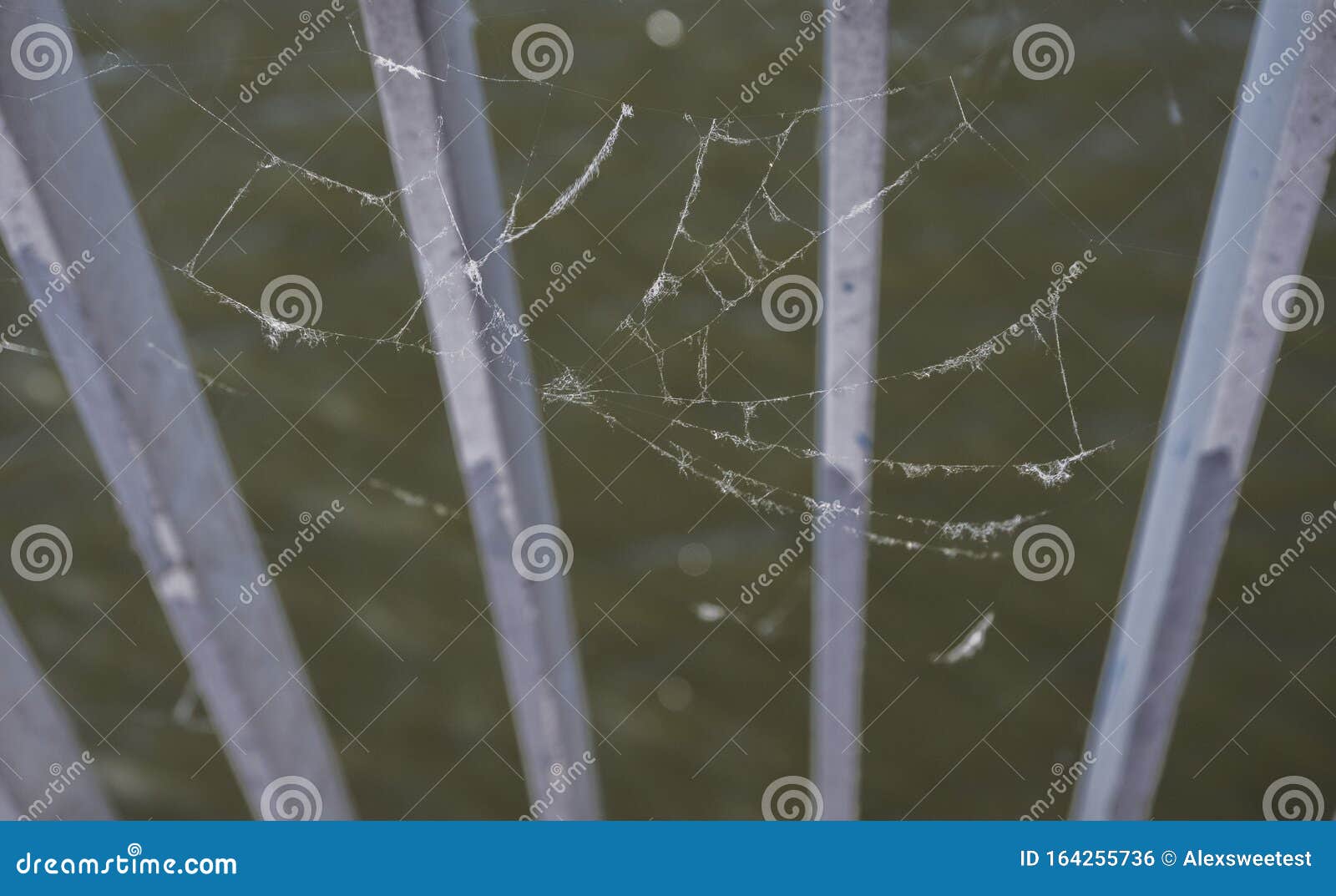 Spider web stock photo. Image of park, environment, arachnid - 164255736