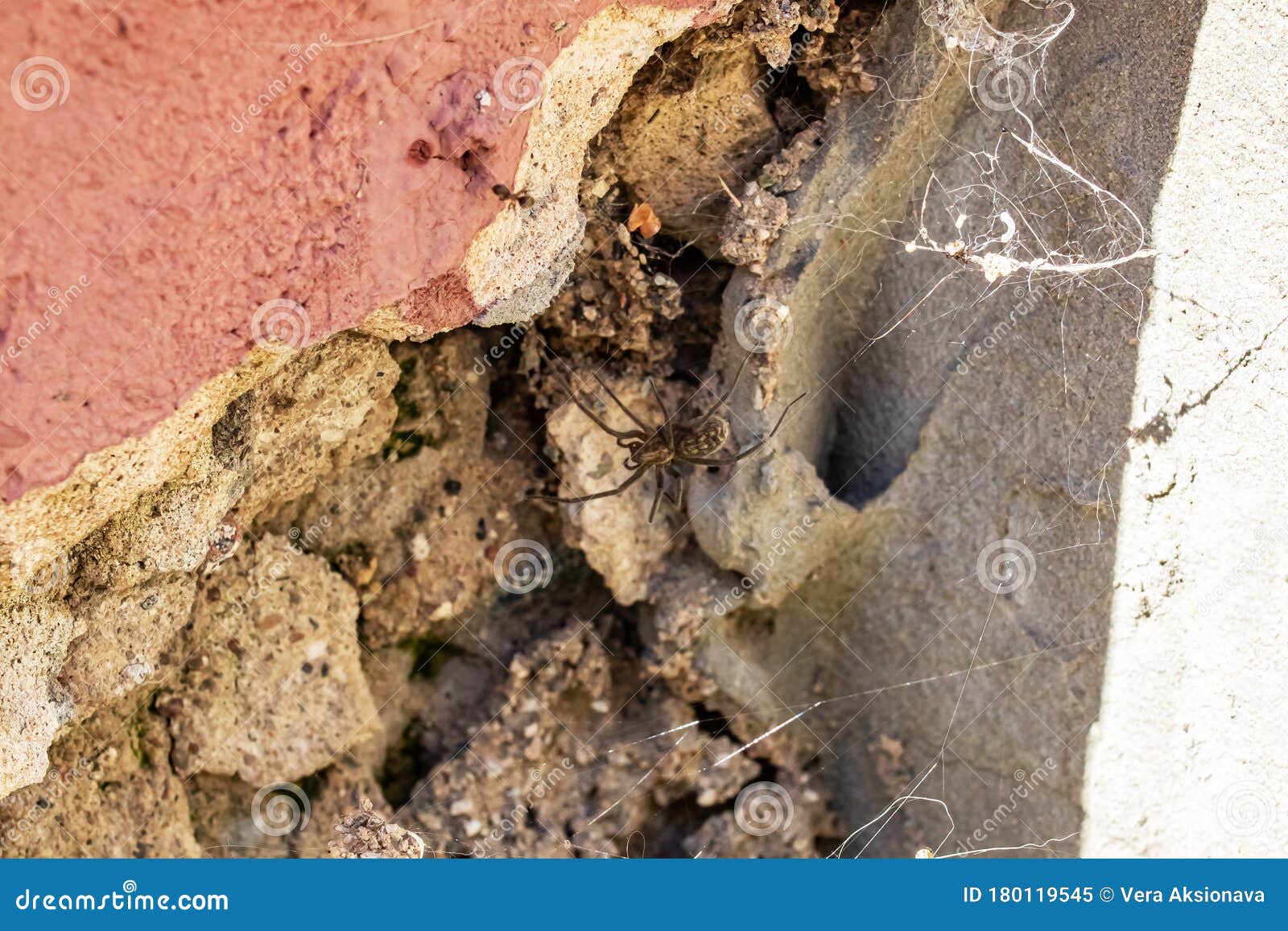 Spider on a Web on a Broken Wall Stock Image - Image of dust, abandoned ...