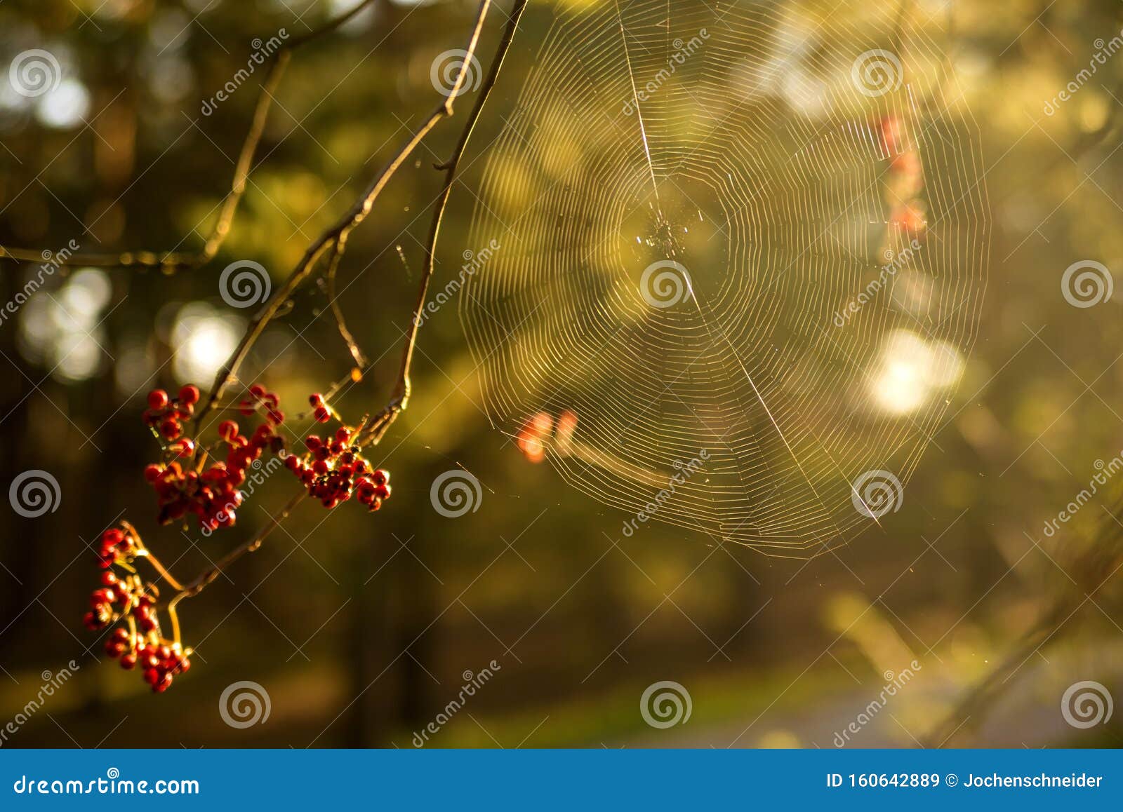 Spider Web on a Bush with Berries Stock Image - Image of light, animal ...