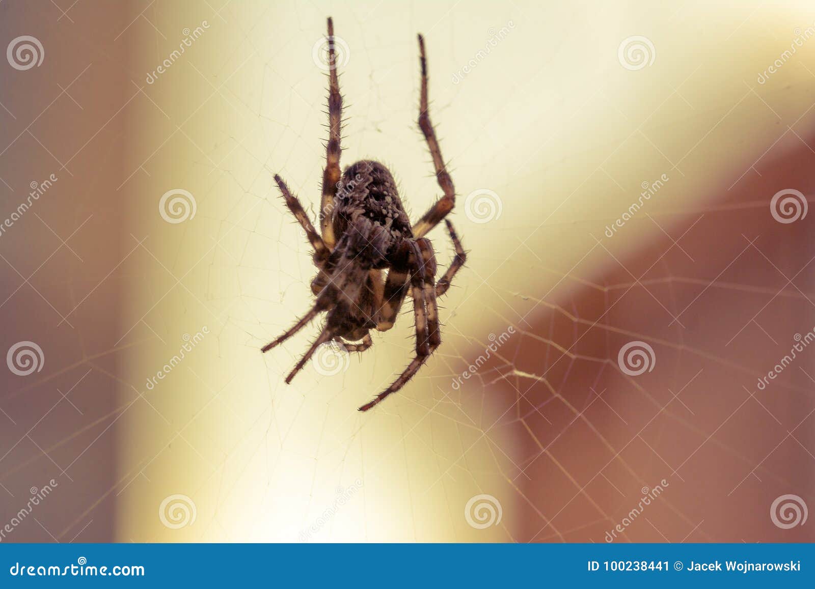 Spider at the web C stock image. Image of wildlife, close - 100238441