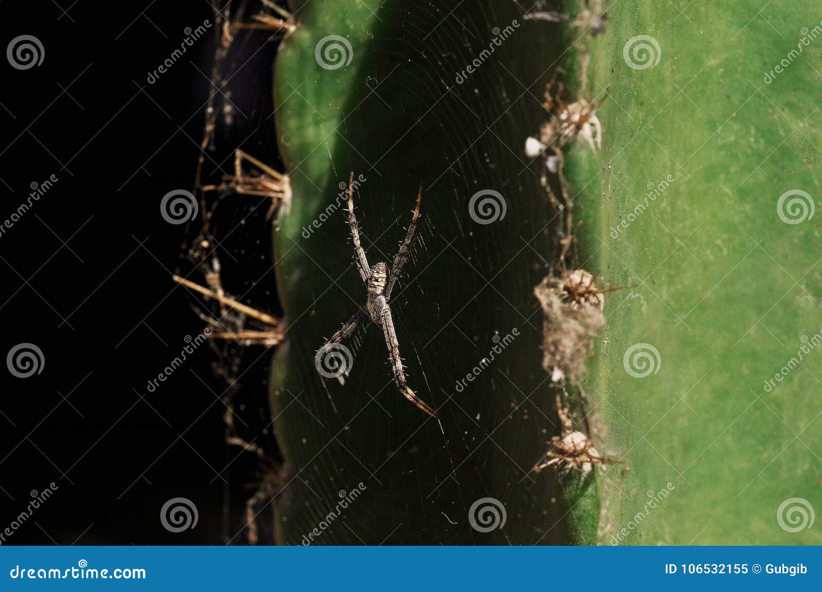 A Spider with a Spider Web on the Cactus Stock Image - Image of closeup ...