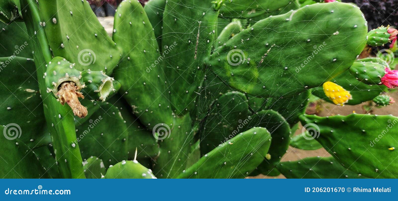 Spider Web between Cactus Leaves Stock Photo - Image of vegetable ...