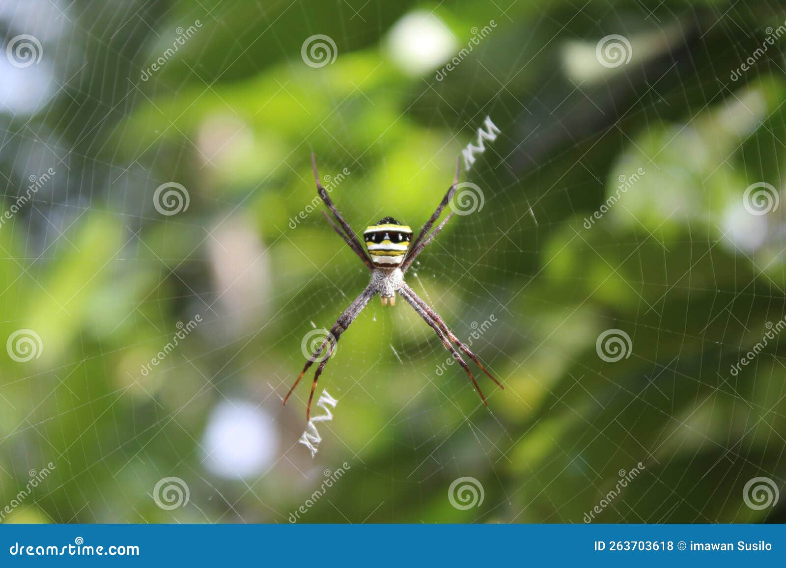 Spider Web of Canon Camera Eos Stock Photo - Image of spiderweb ...