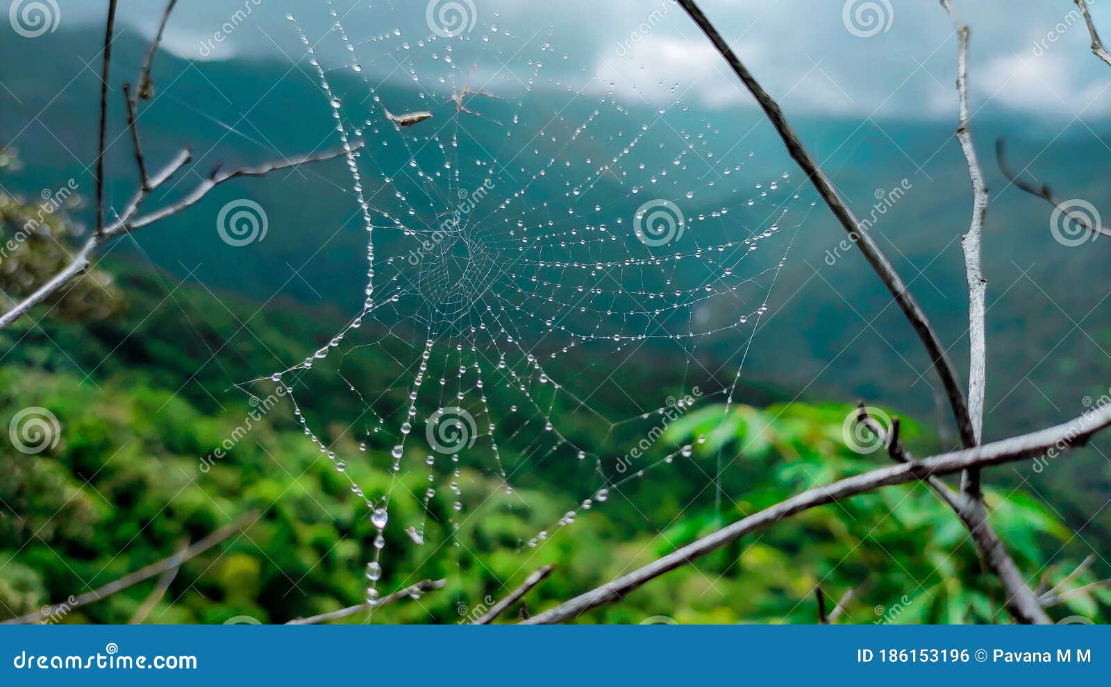 Spider Web Captured in My Phone on Top of the Hill Stock Photo - Image ...