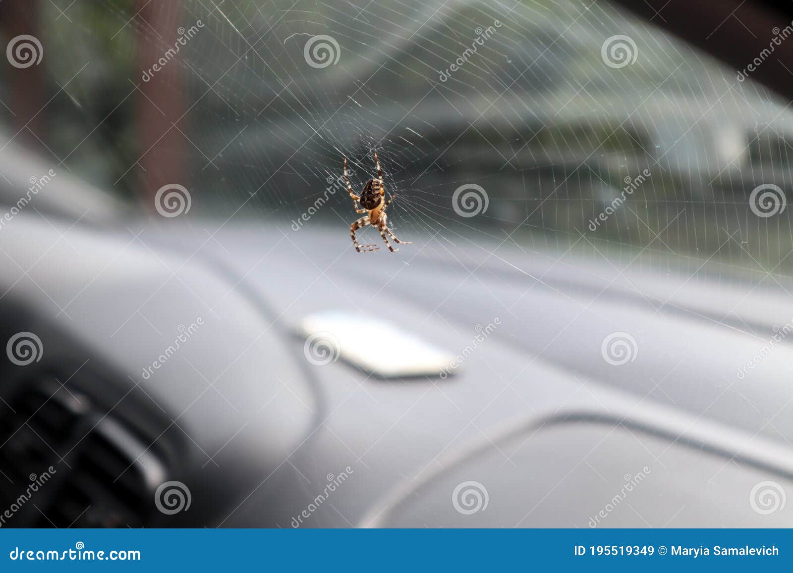 Spider in a Web in the Car Interior on the Background of the Windshield ...