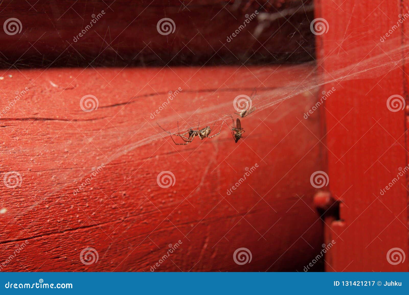 Spider in web with catch stock image. Image of catch - 131421217