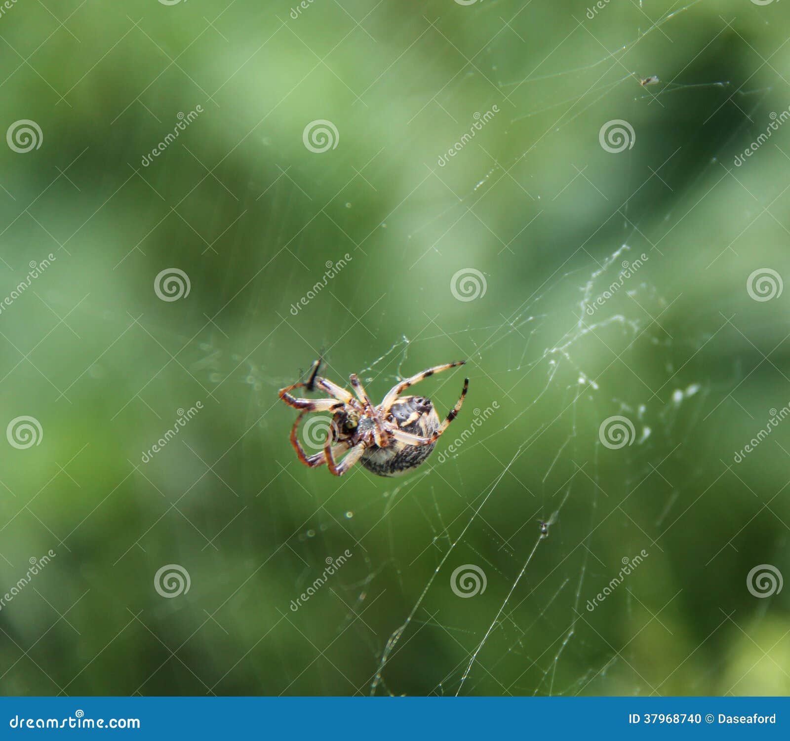 Spider Web. stock photo. Image of silk, catch, insect - 37968740