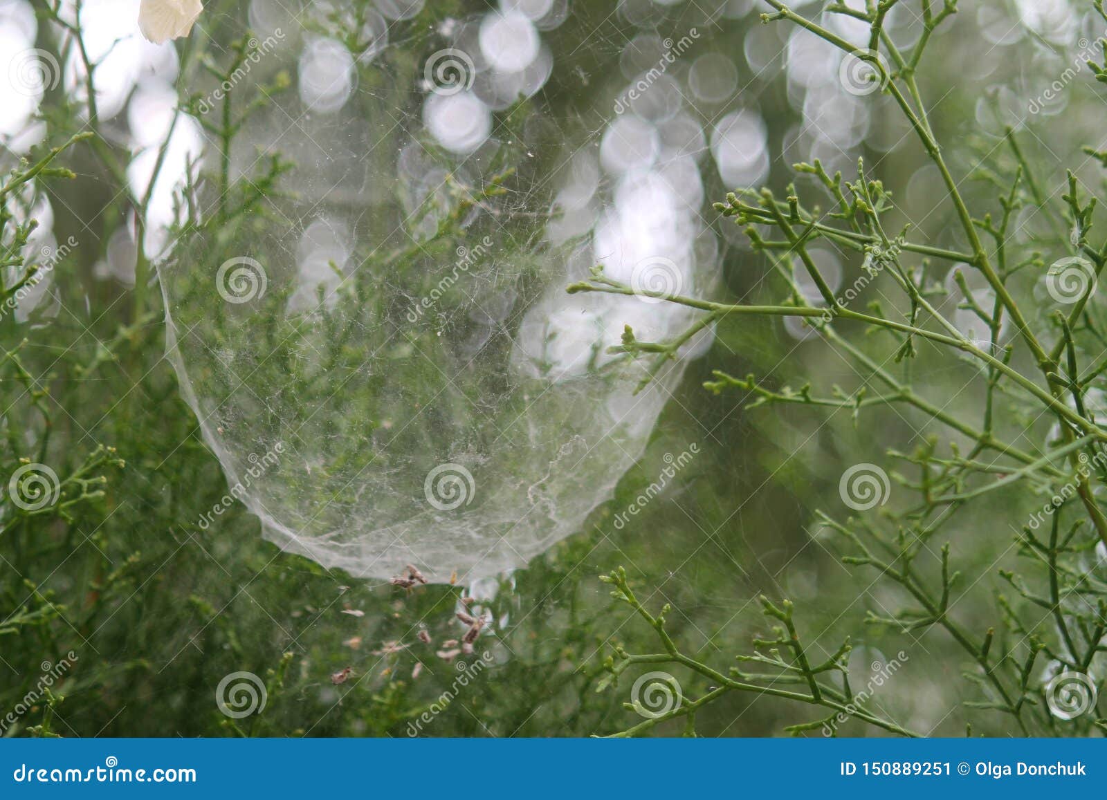 Spider web on cedar tree stock image. Image of plant - 150889251