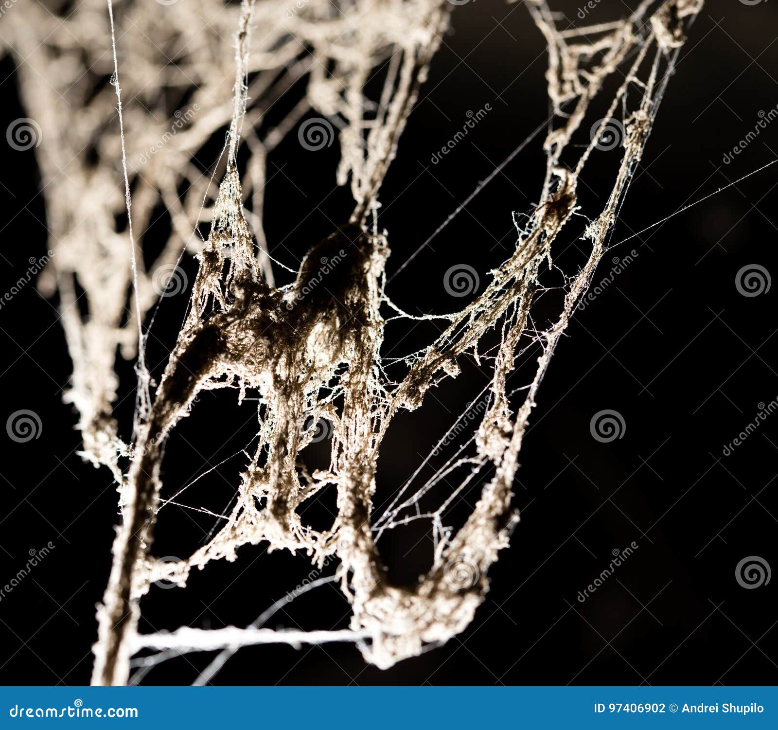 Spider Web on the Ceiling As a Background Stock Photo - Image of spider ...