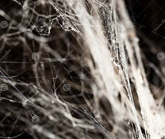 Spider Web on the Ceiling As a Background Stock Photo - Image of ...
