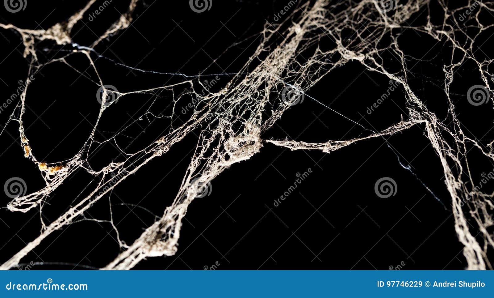 Spider On The Ceiling Stock Photo | CartoonDealer.com #92521170