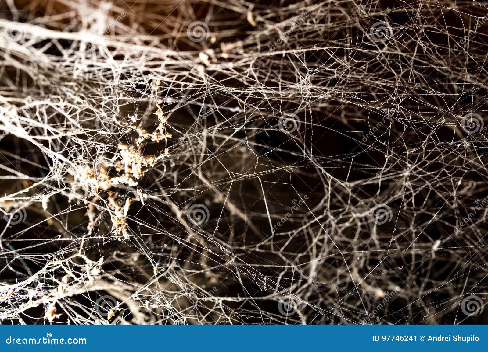 Spider Web on the Ceiling As a Background Stock Image - Image of scary ...