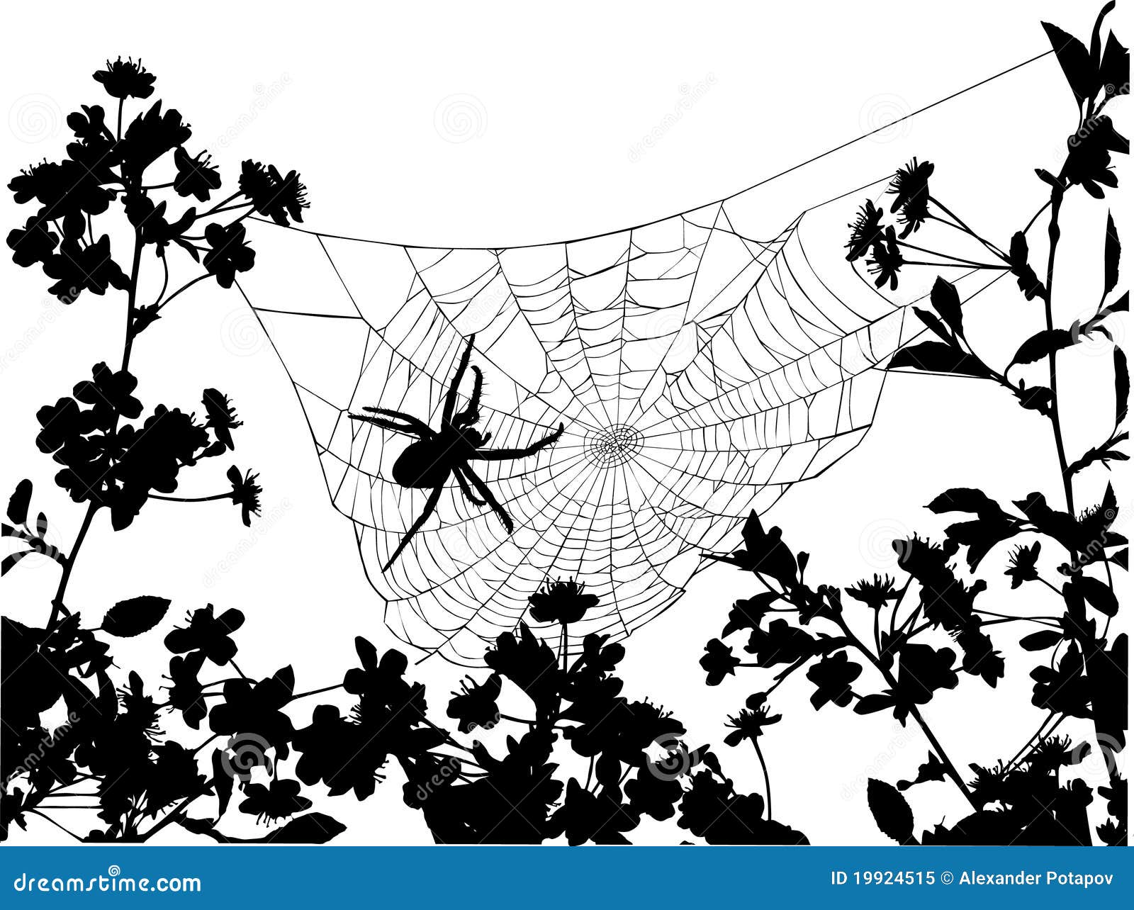 Spider Web between Cherry Flowers Stock Vector - Illustration of petal ...