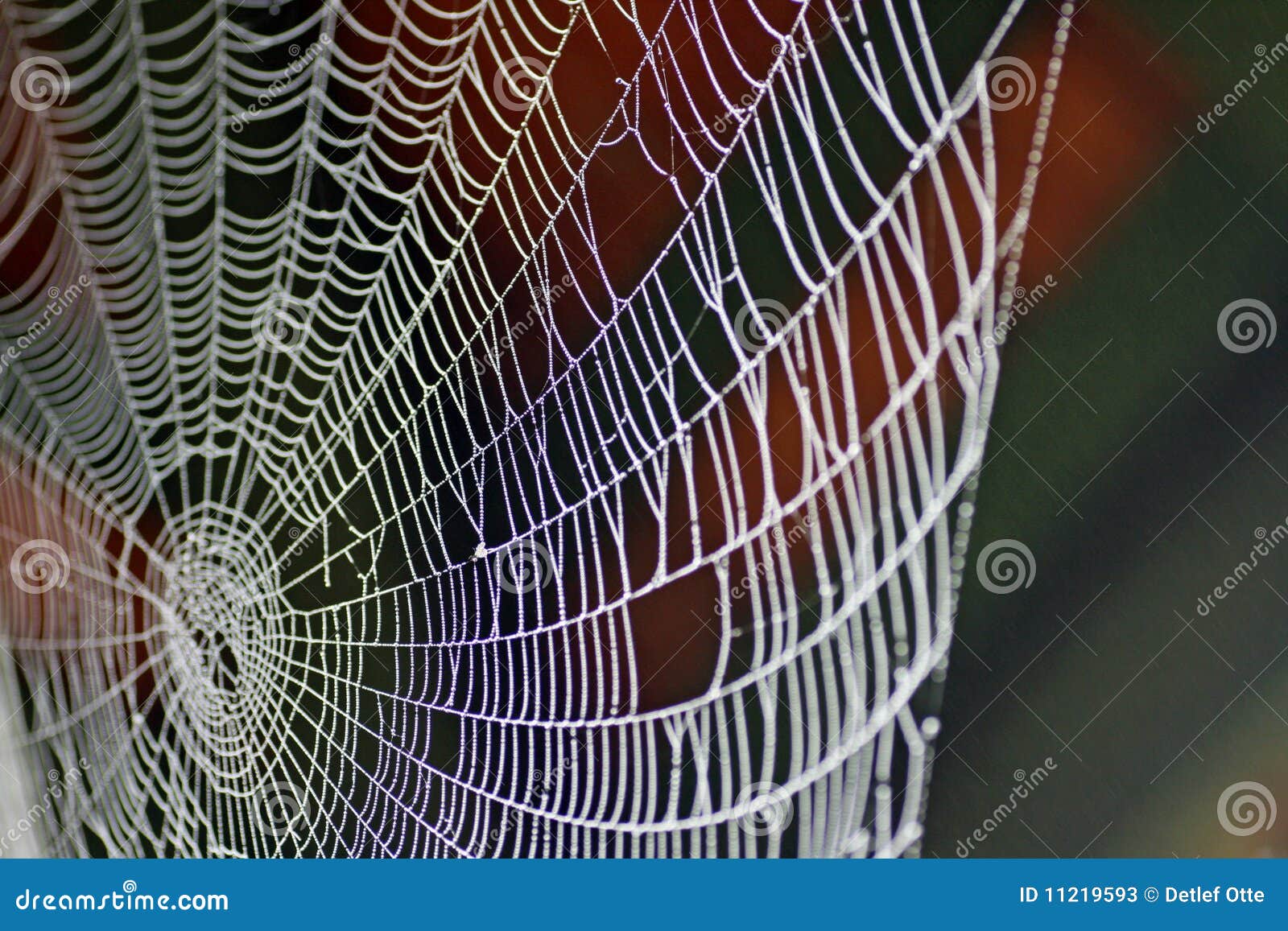 Spider web close up stock image. Image of brown, outdoors - 11219593