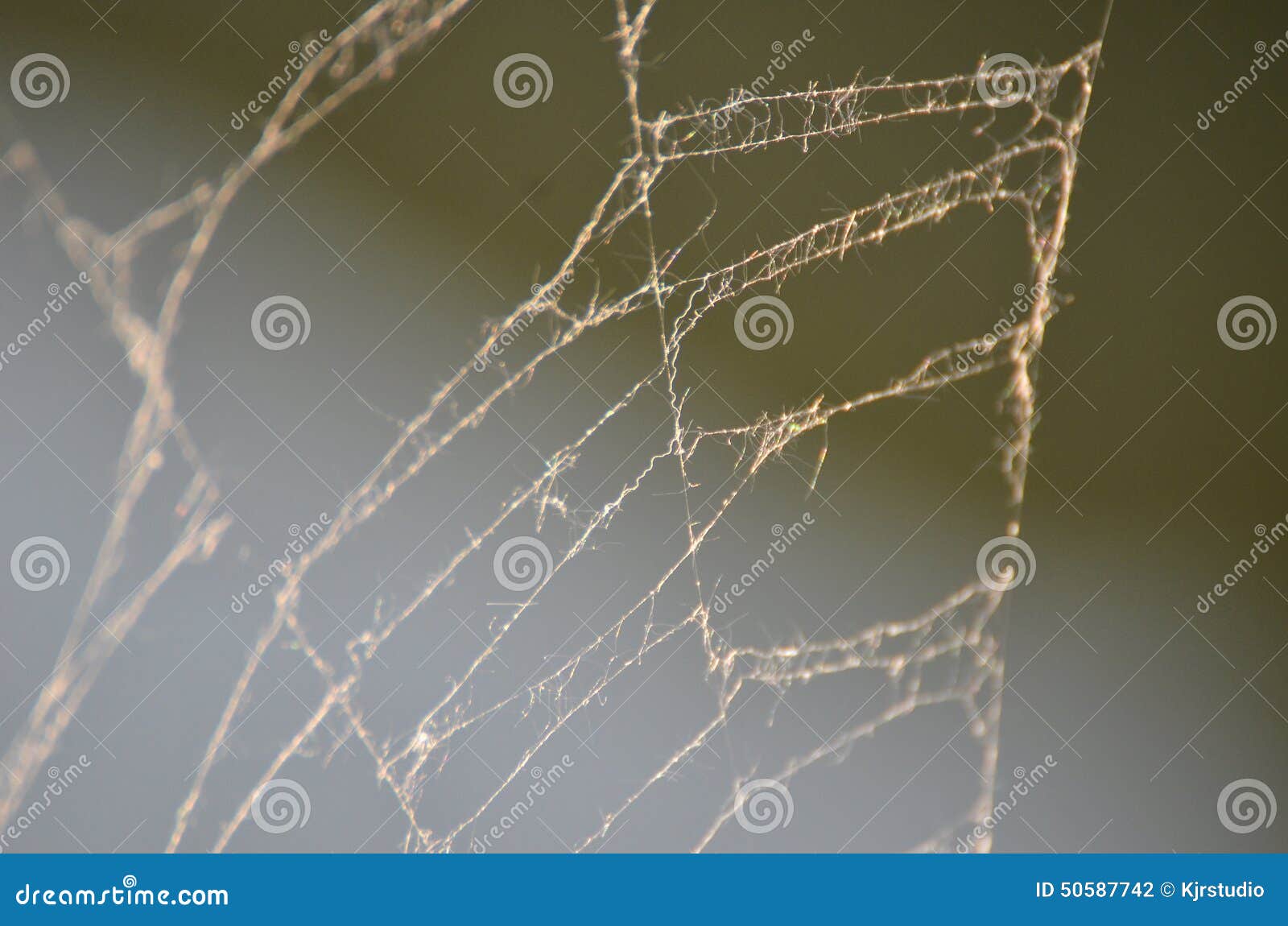 Webweb Stock Photos - Free & Royalty-Free Stock Photos from Dreamstime