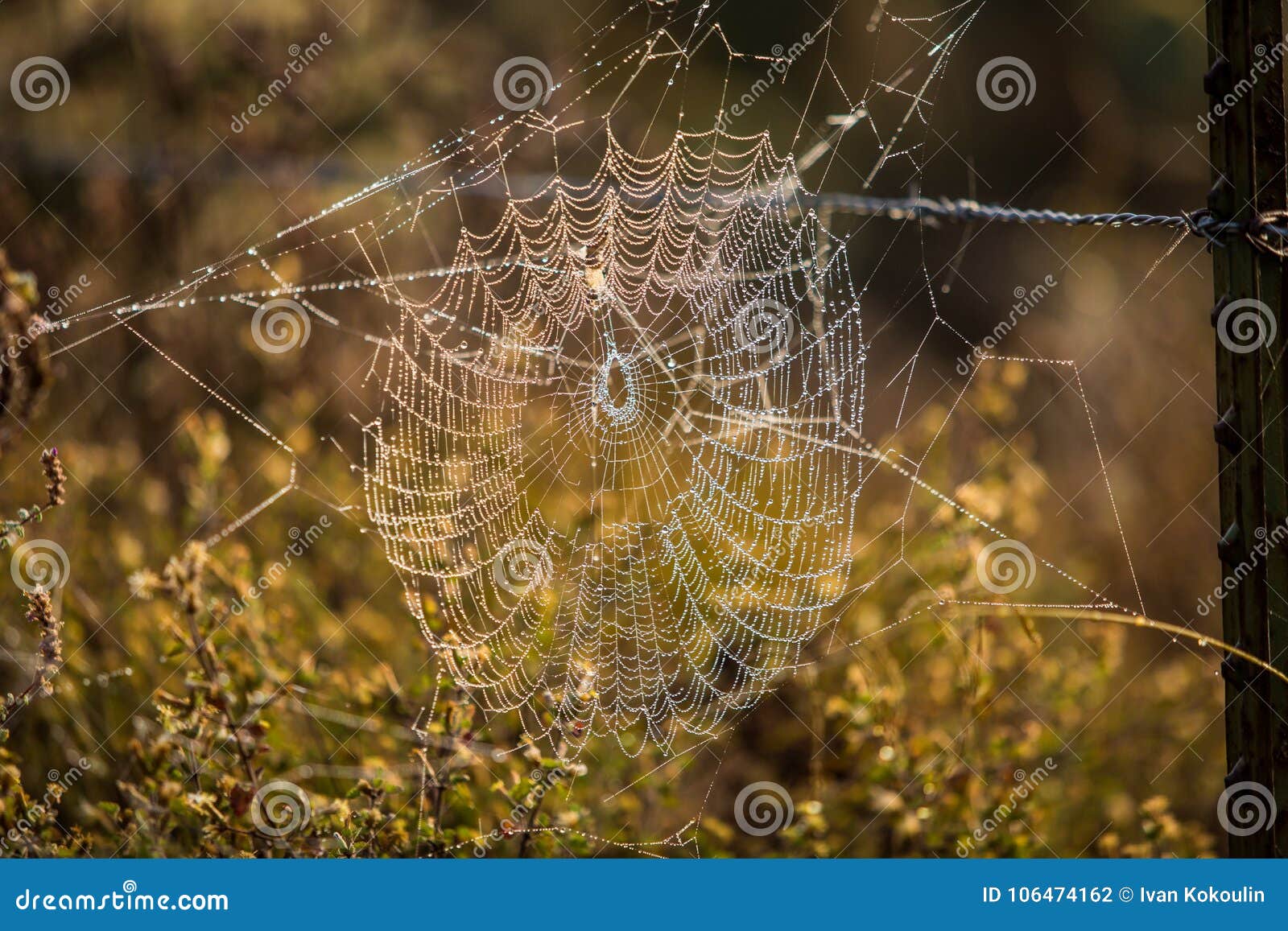Spider web close up stock photo. Image of moist, insect - 106474162