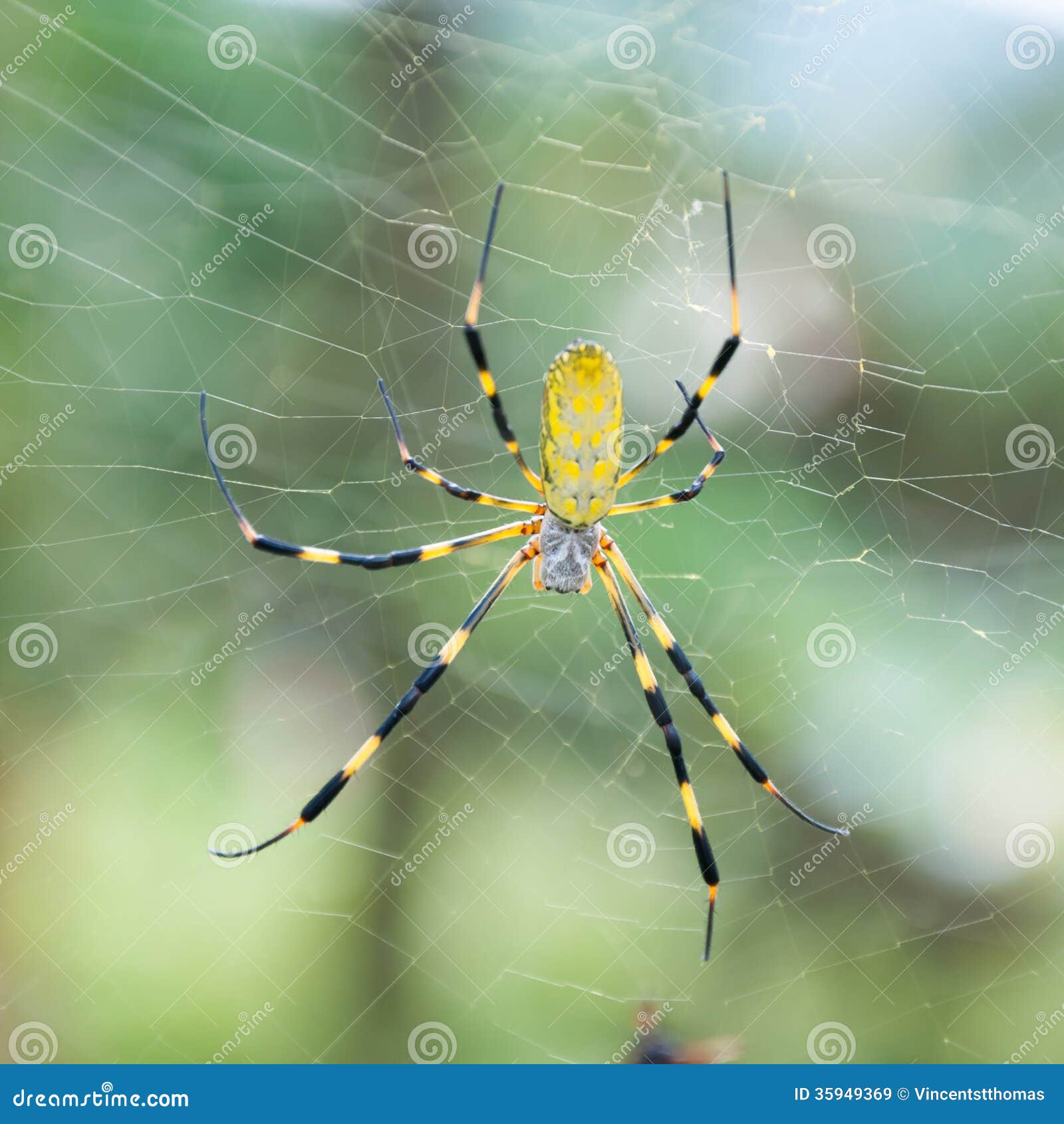 418 Square Spider Web Photos - Free & Royalty-Free Stock Photos from ...