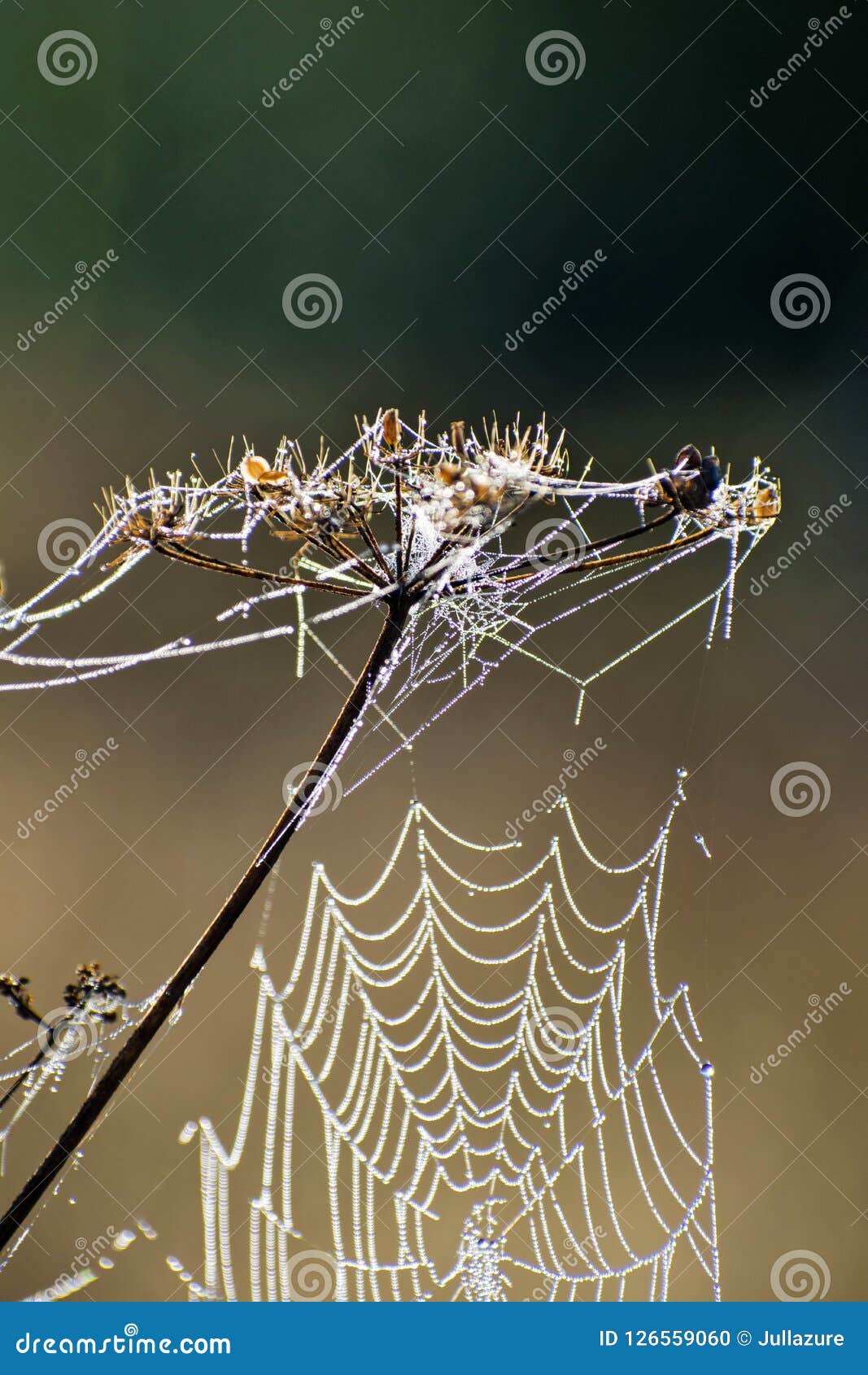 Spider Web Close-up. Spider`s Web in Autumn Field in Sun Rays at Dawn ...