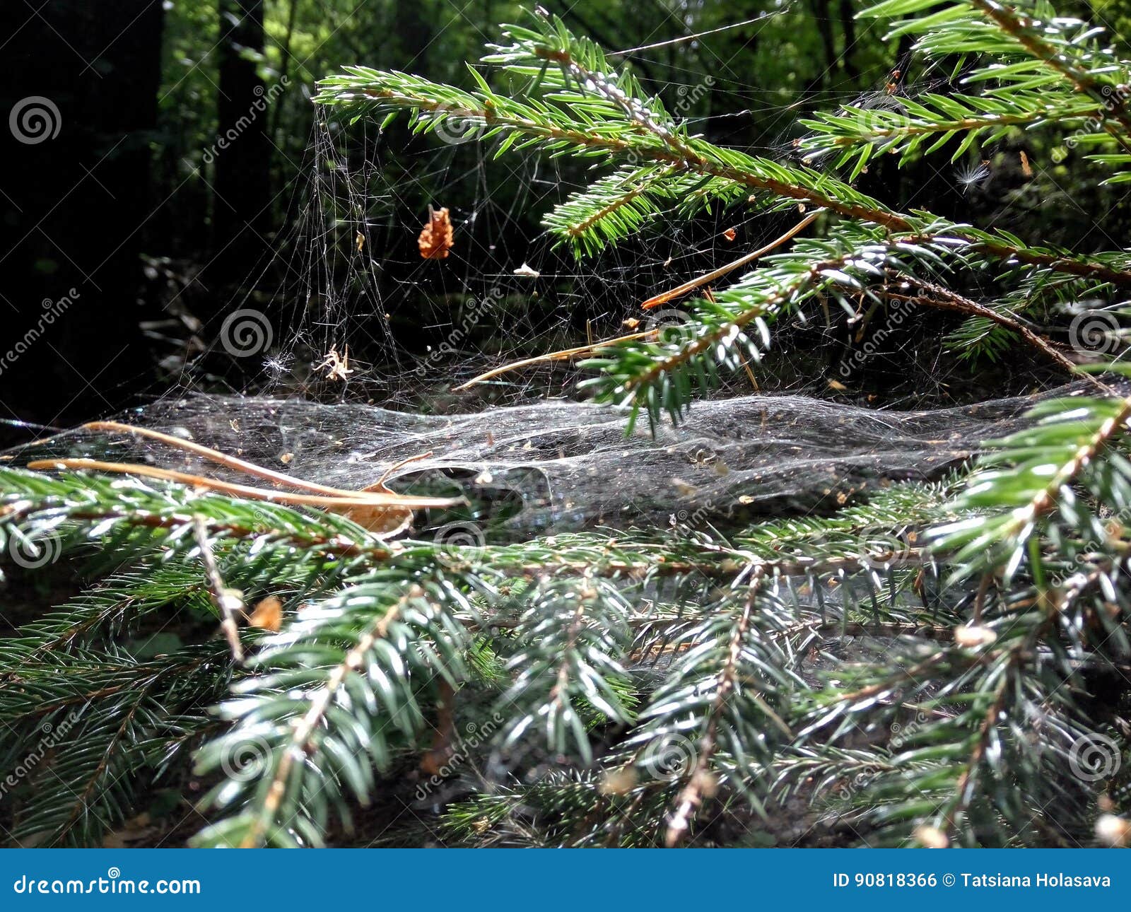 Spider Web Close-up.the Shot of the Big Cobweb Close-up with the Branch ...