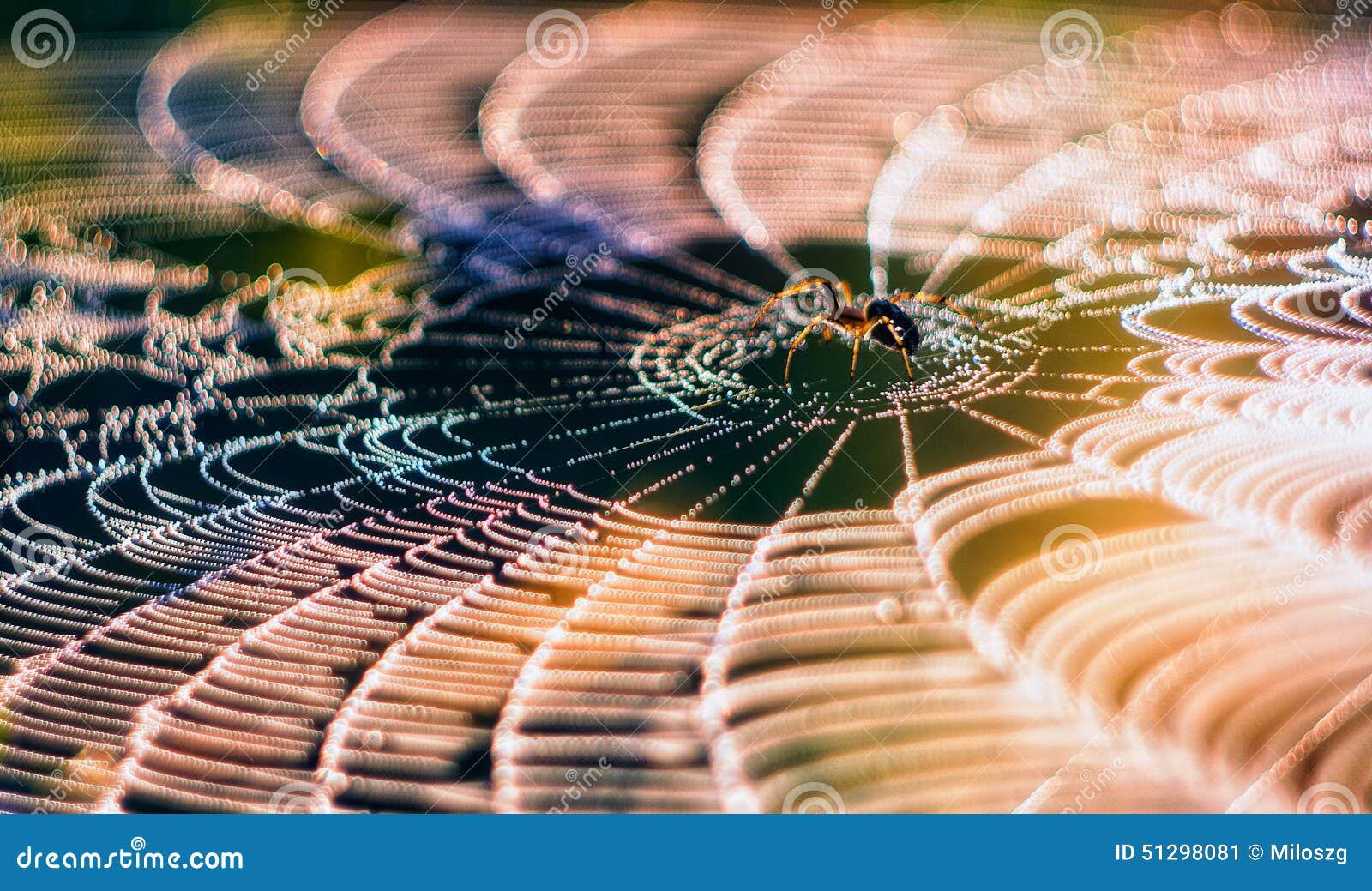 Spider on the web. stock image. Image of danger, blur - 51298081
