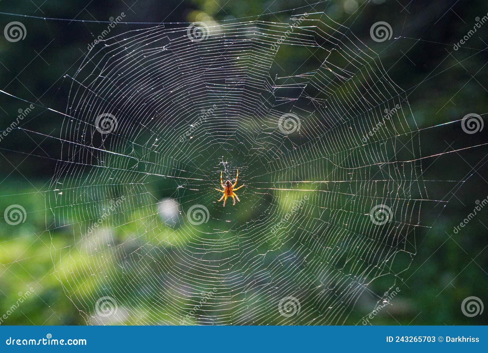 Extreme Close Up of a Spider Web Stock Image - Image of danger, pattern ...
