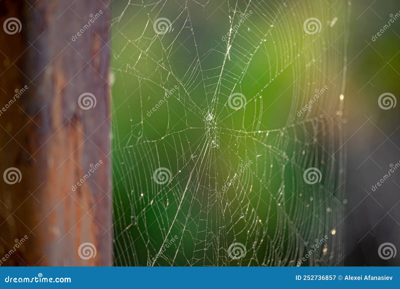 Spider web close-up stock image. Image of animal, moisture - 252736857