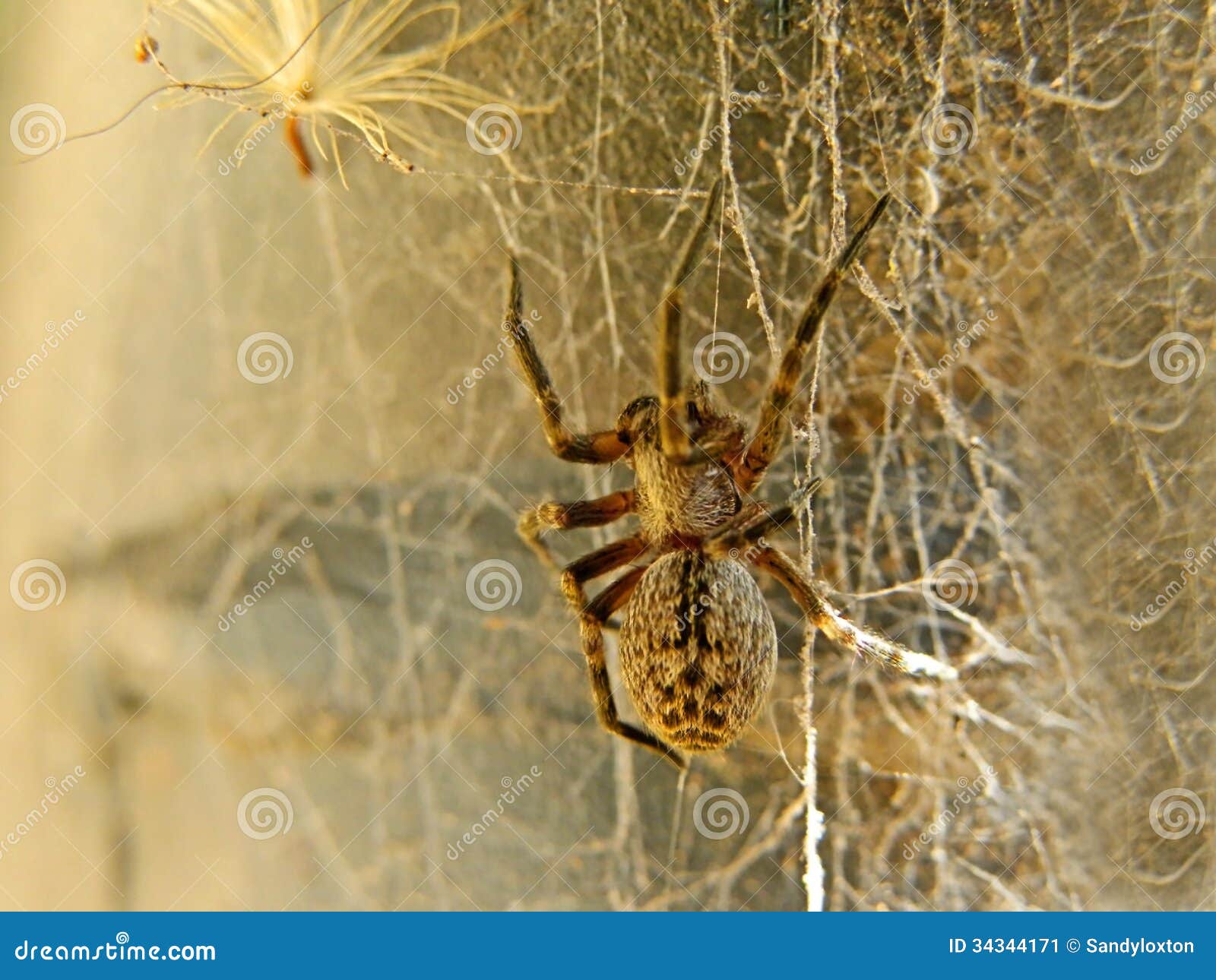 Spider in web 2 stock image. Image of insects, spiders - 34344171