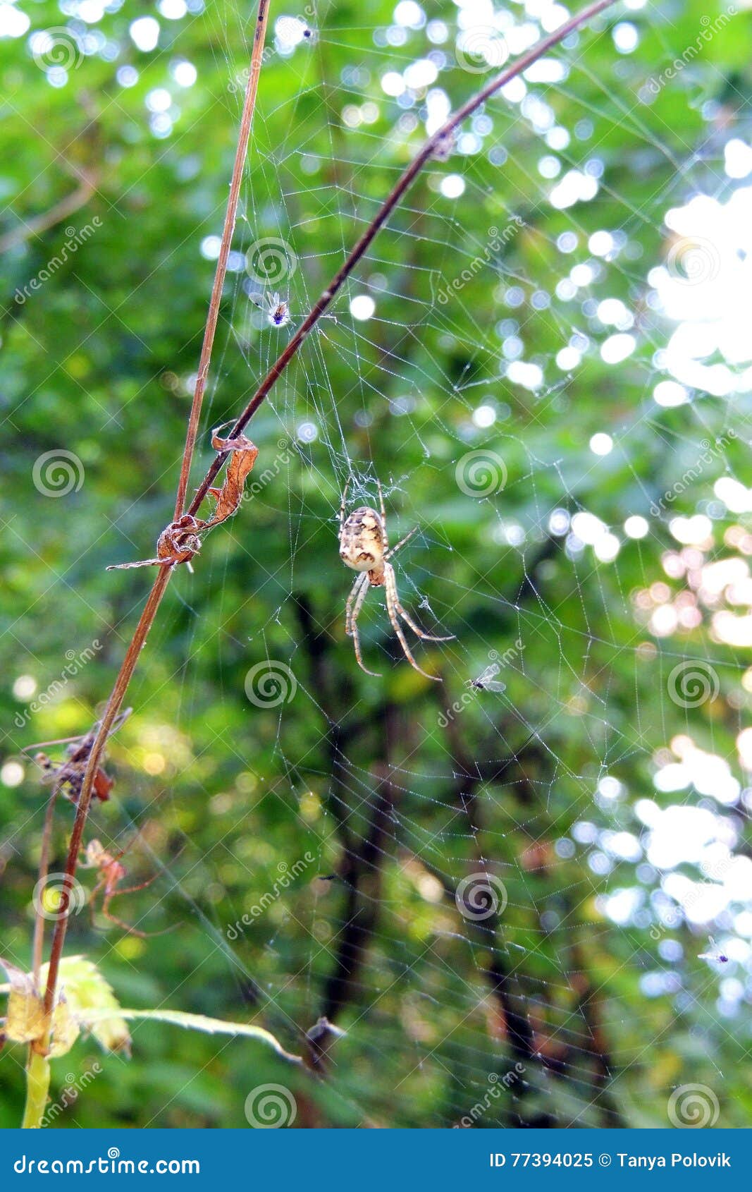 Spider on the web stock image. Image of curve, drop, connection - 77394025
