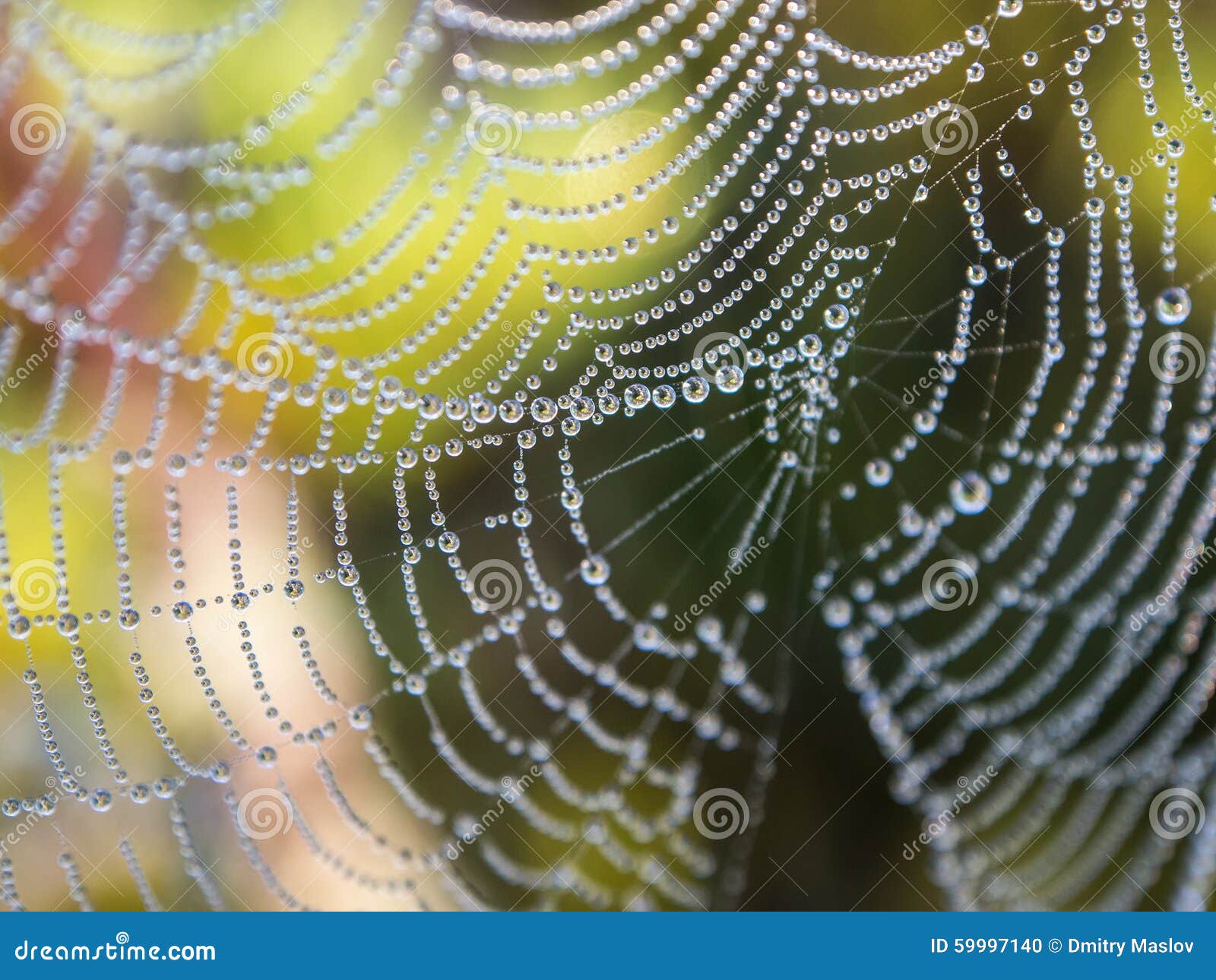 Spider web close up stock photo. Image of sphere, shiny - 59997140