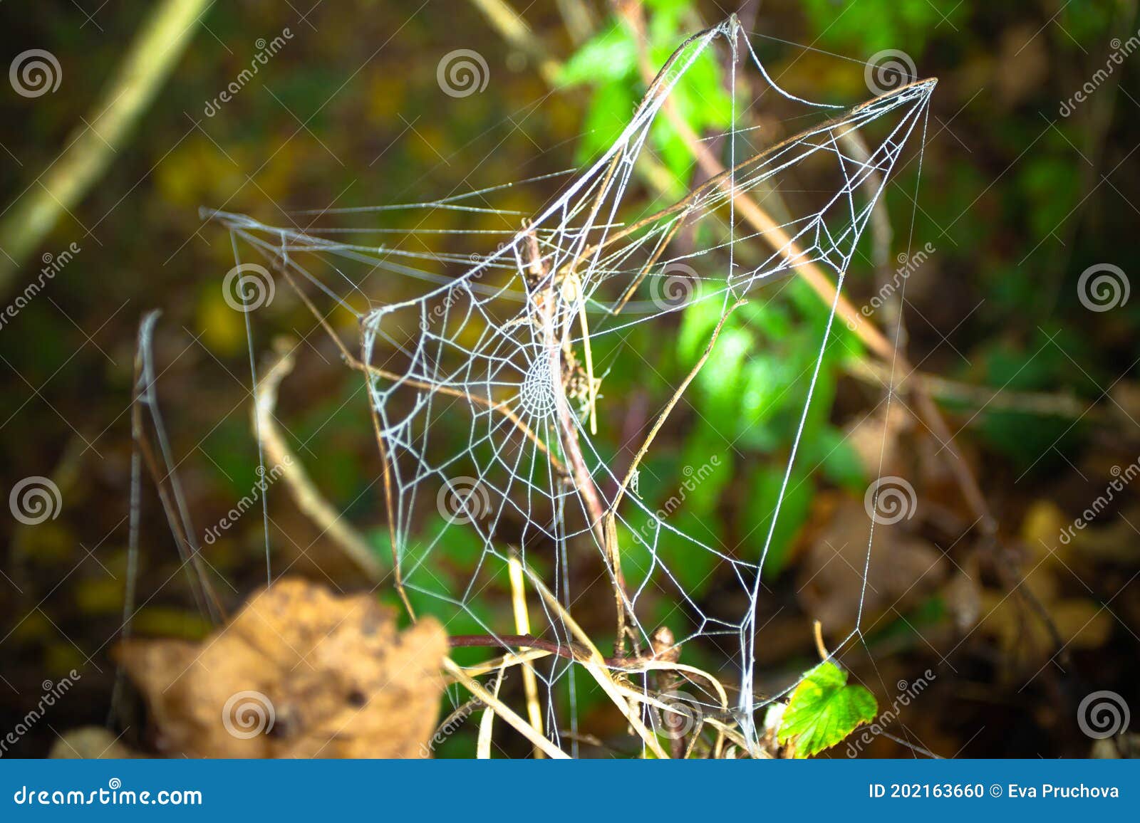 The Spider Web Closeup Background. Dew on a Spider Web. Close Up View ...