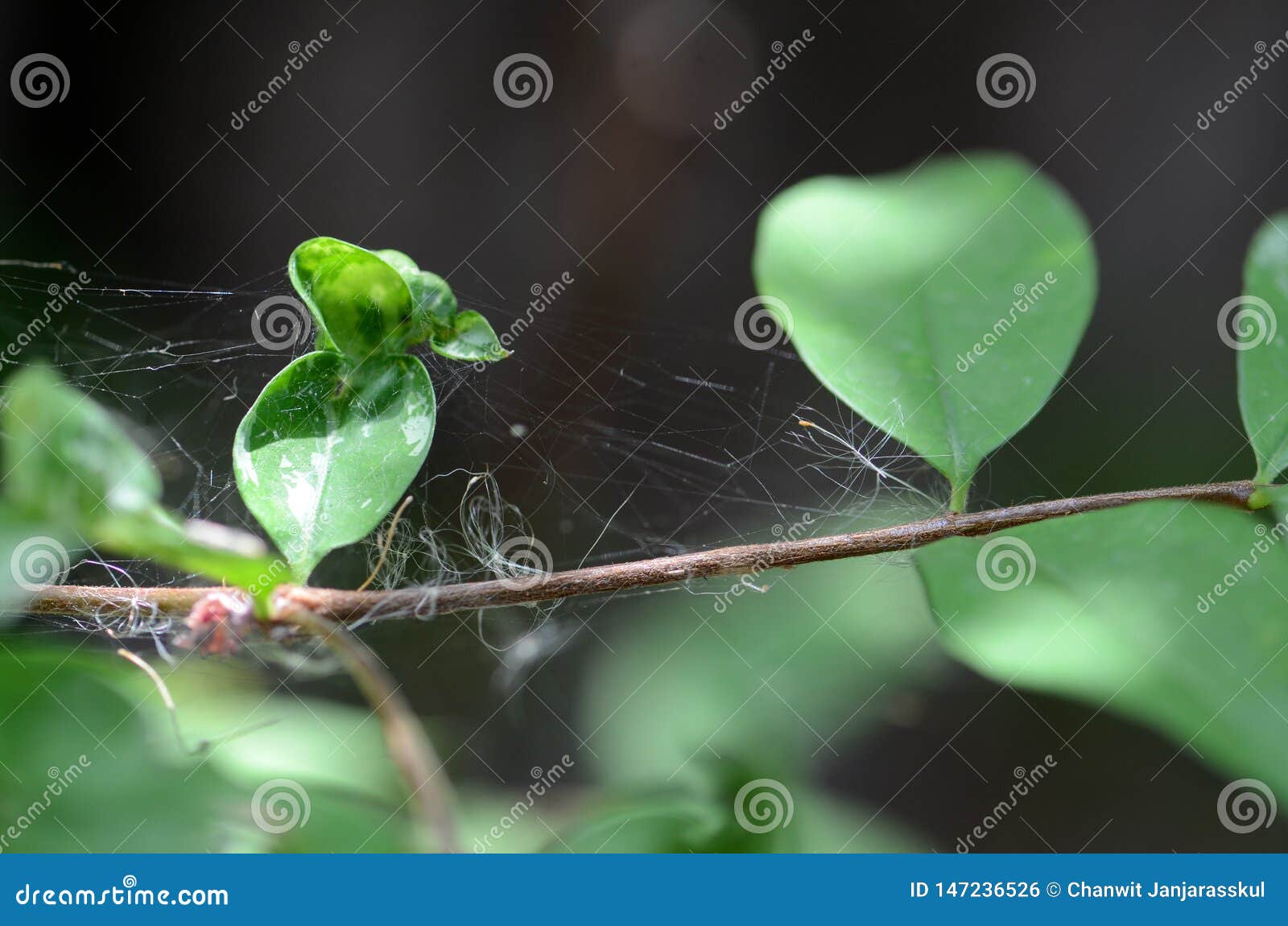 The Spider Web Closeup on Plant Branch Stock Photo - Image of beautiful ...