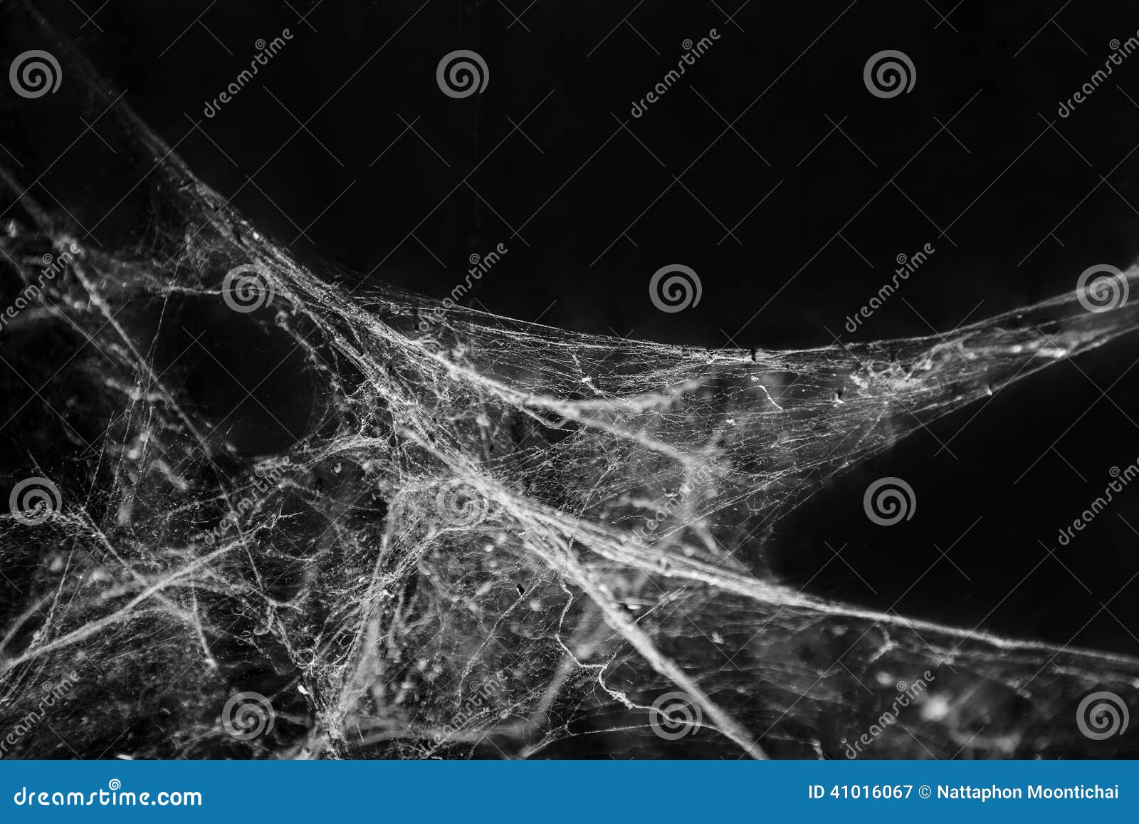 Spider Web Background - Cobweb Texture Royalty-Free Stock Photography ...