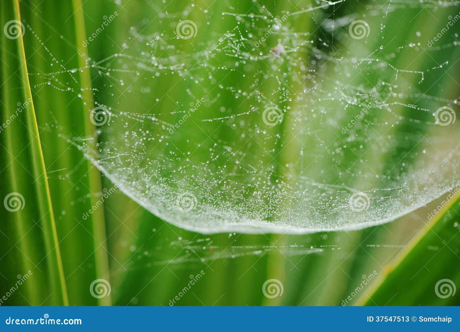 The Spider Web (cobweb) Closeup Background Stock Image - Image of ...