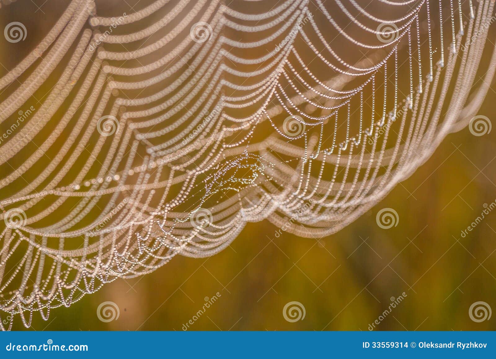 The spider web (cobweb) stock photo. Image of droplet - 33559314