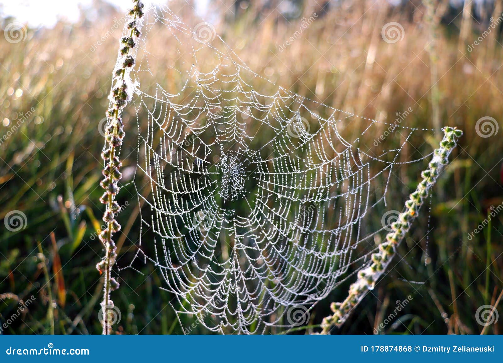 The Spider Web Cobweb Closeup Background. Selective Focus Stock Photo ...