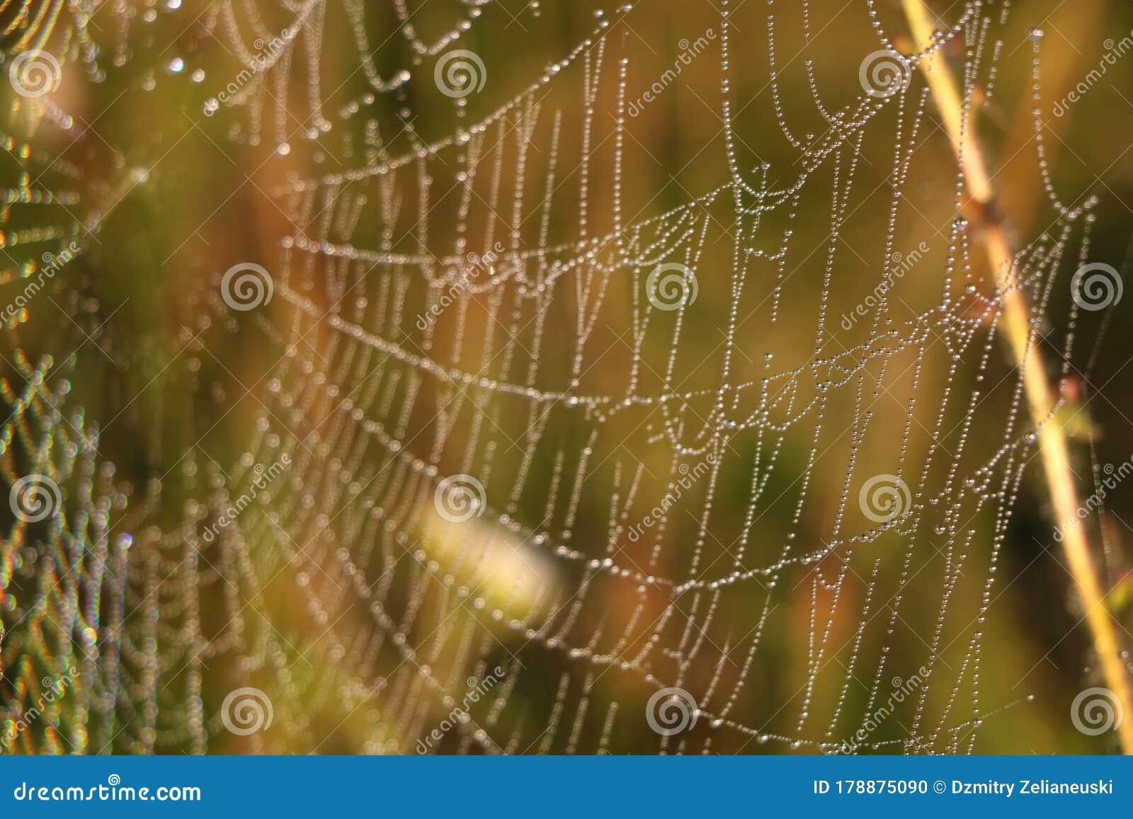 The Spider Web Cobweb Closeup Background. Selective Focus Stock Photo ...