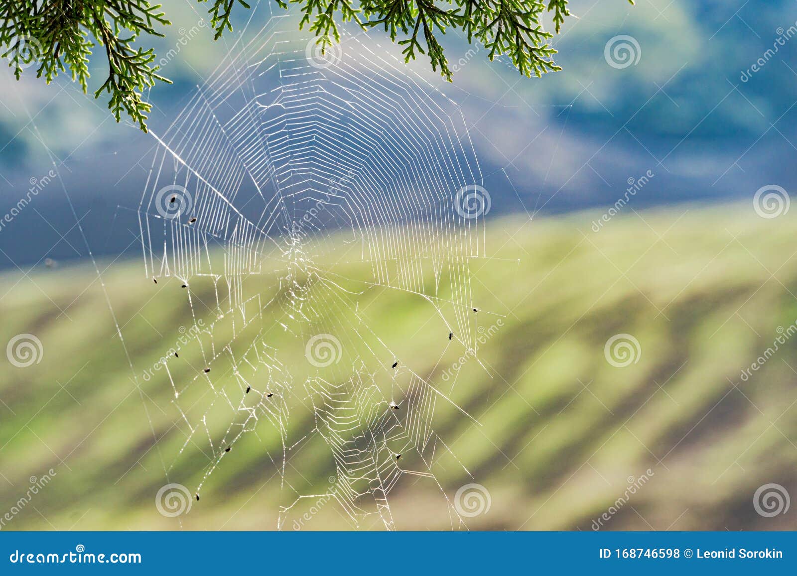 The Spider Web, Cobweb, Closeup Nature Background Stock Photo - Image ...