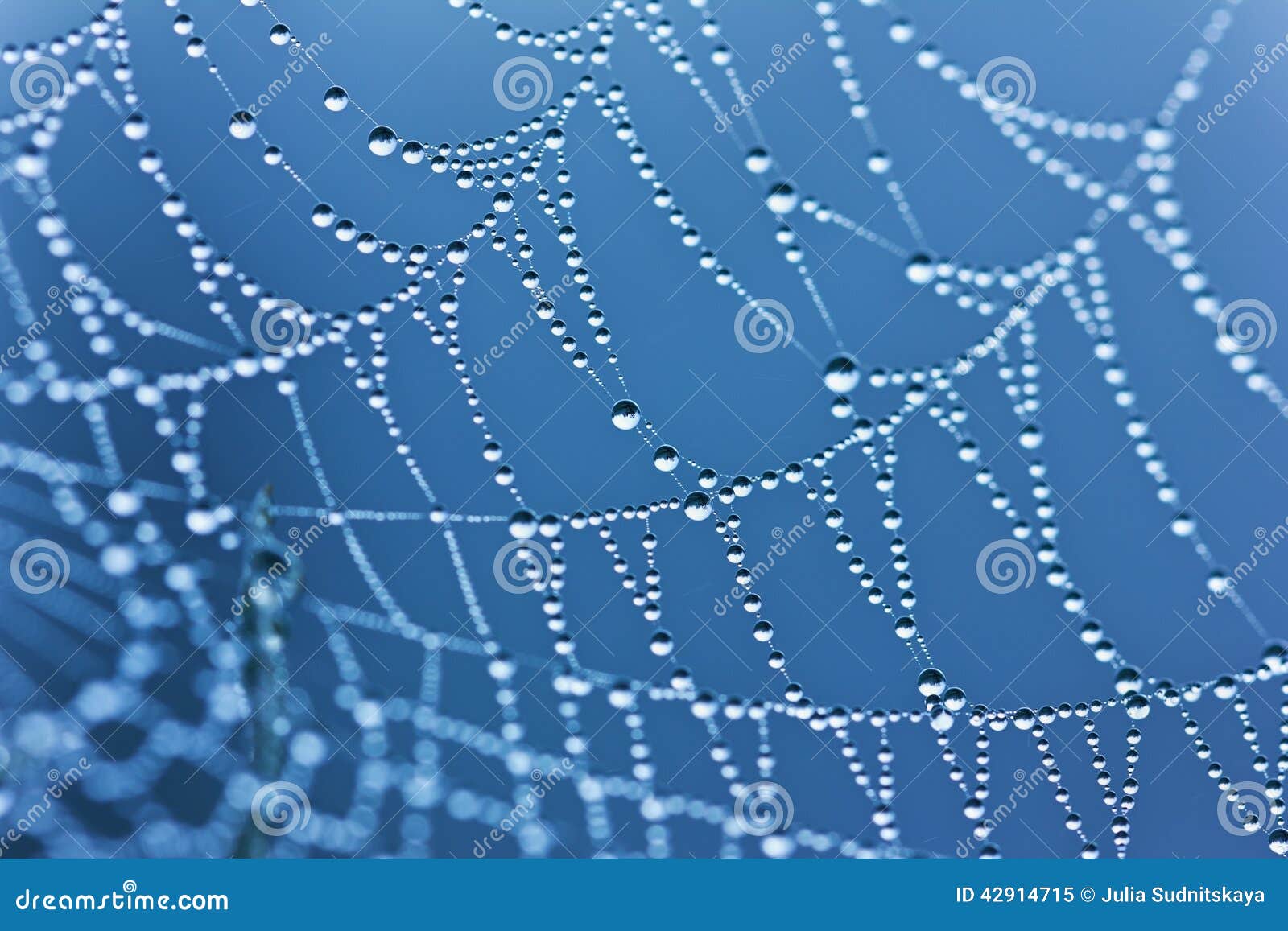 Spider Web Or Cobweb With Water Drops After Rain Stock Image Image Of