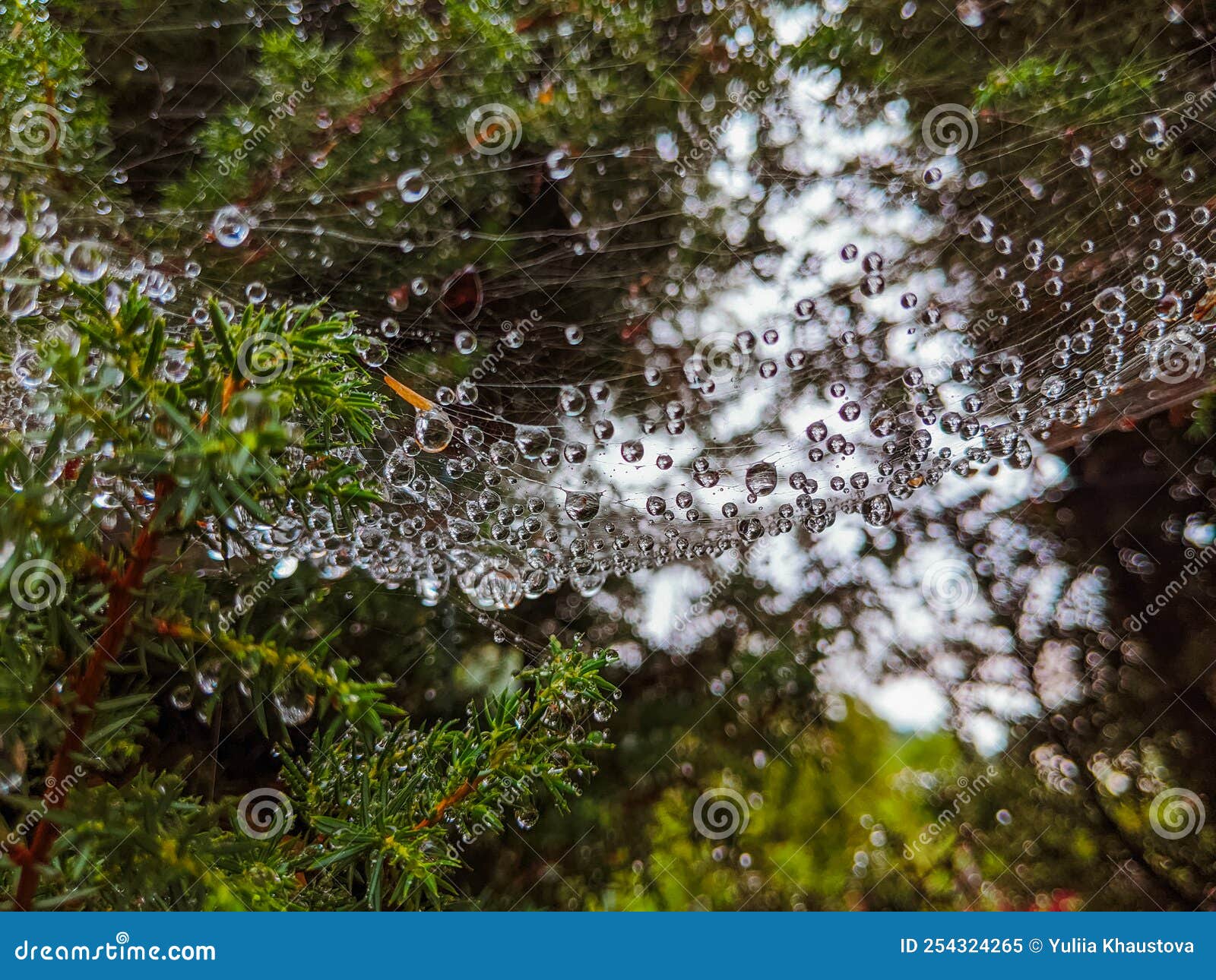 Spider Web or Cobweb with Water Drops in the Rain Stock Image - Image ...