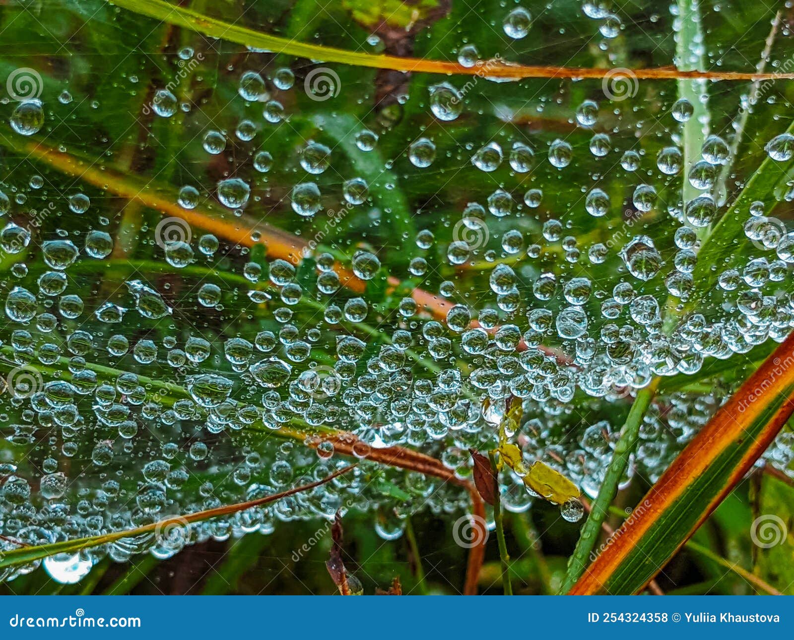 Spider Web or Cobweb with Water Drops in the Rain Stock Photo - Image ...